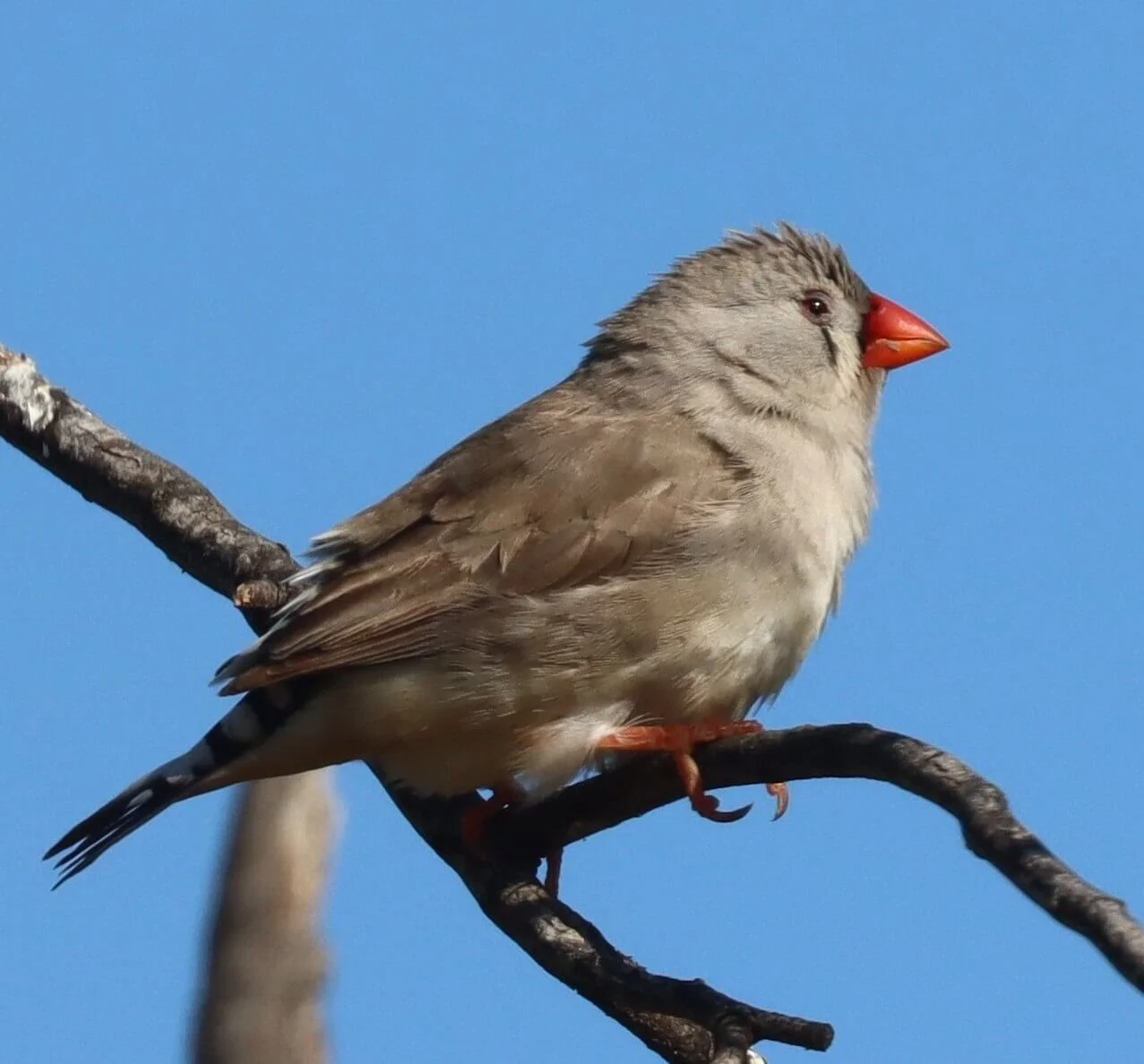 Zebra Finches and Porcupine Grass — Mallee Conservation