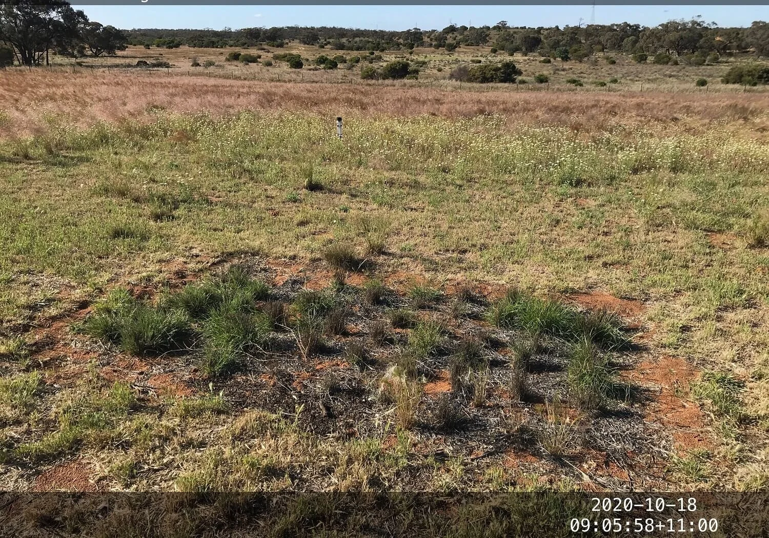 Grasslands - to scalp or not to scalp? — Mallee Conservation