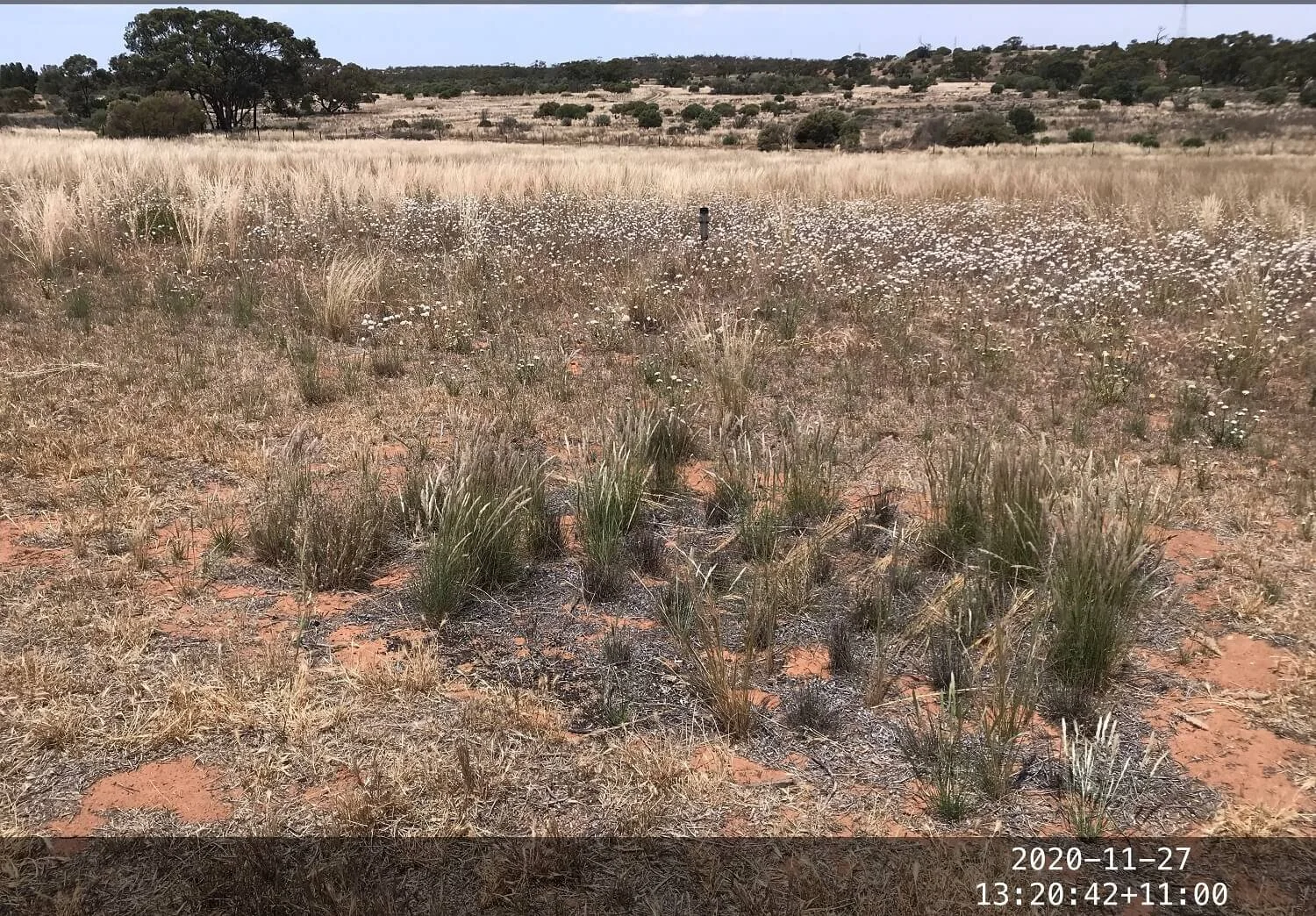 Grasslands - to scalp or not to scalp? — Mallee Conservation