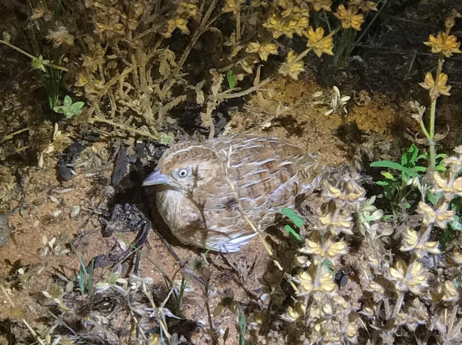 Little Button-quail breeding — Mallee Conservation