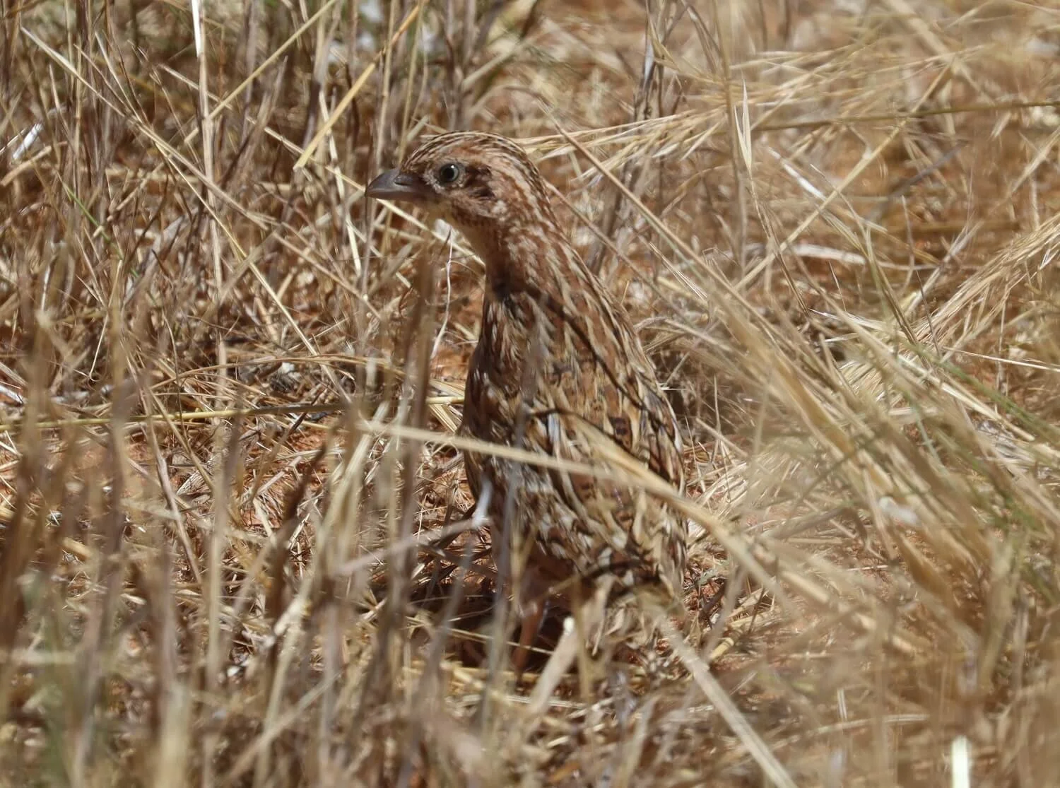 Little Button-quail breeding — Mallee Conservation