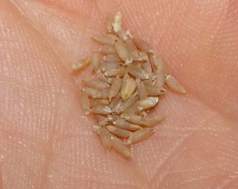 Zebra Finches and Porcupine Grass — Mallee Conservation