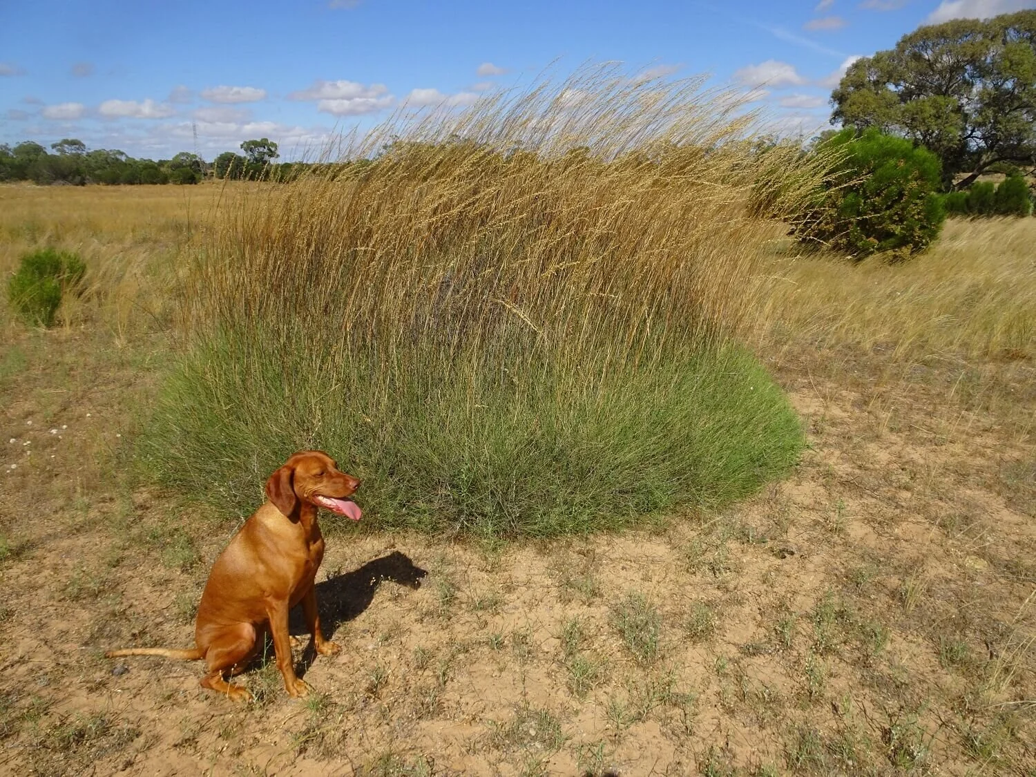 Zebra Finches and Porcupine Grass — Mallee Conservation