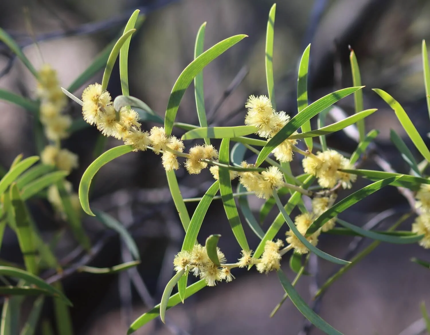 Plants — Mallee Conservation