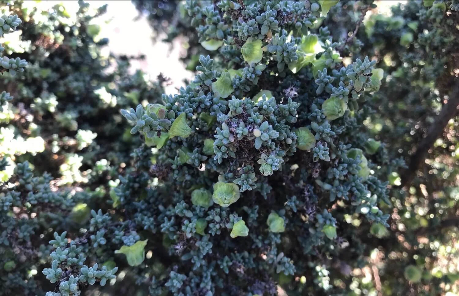 June — Mallee Conservation