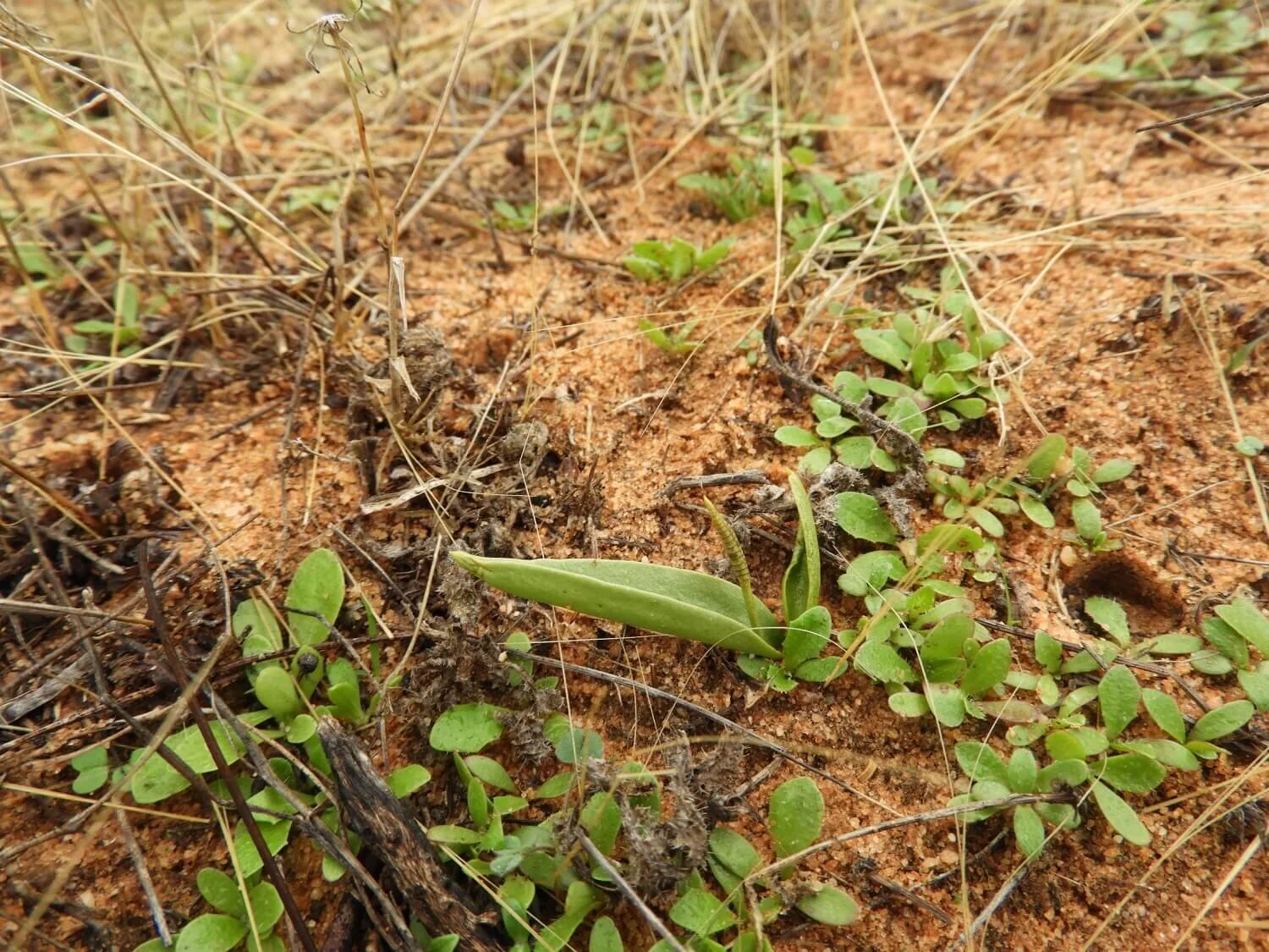 June — Mallee Conservation