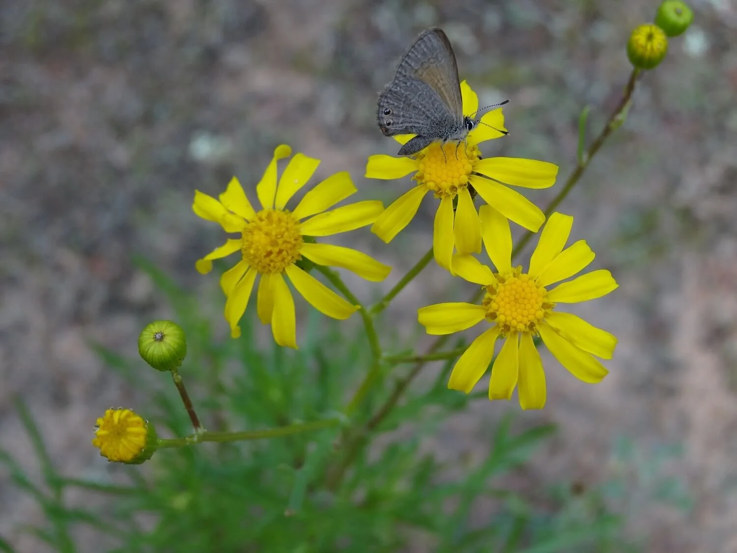 June — Mallee Conservation