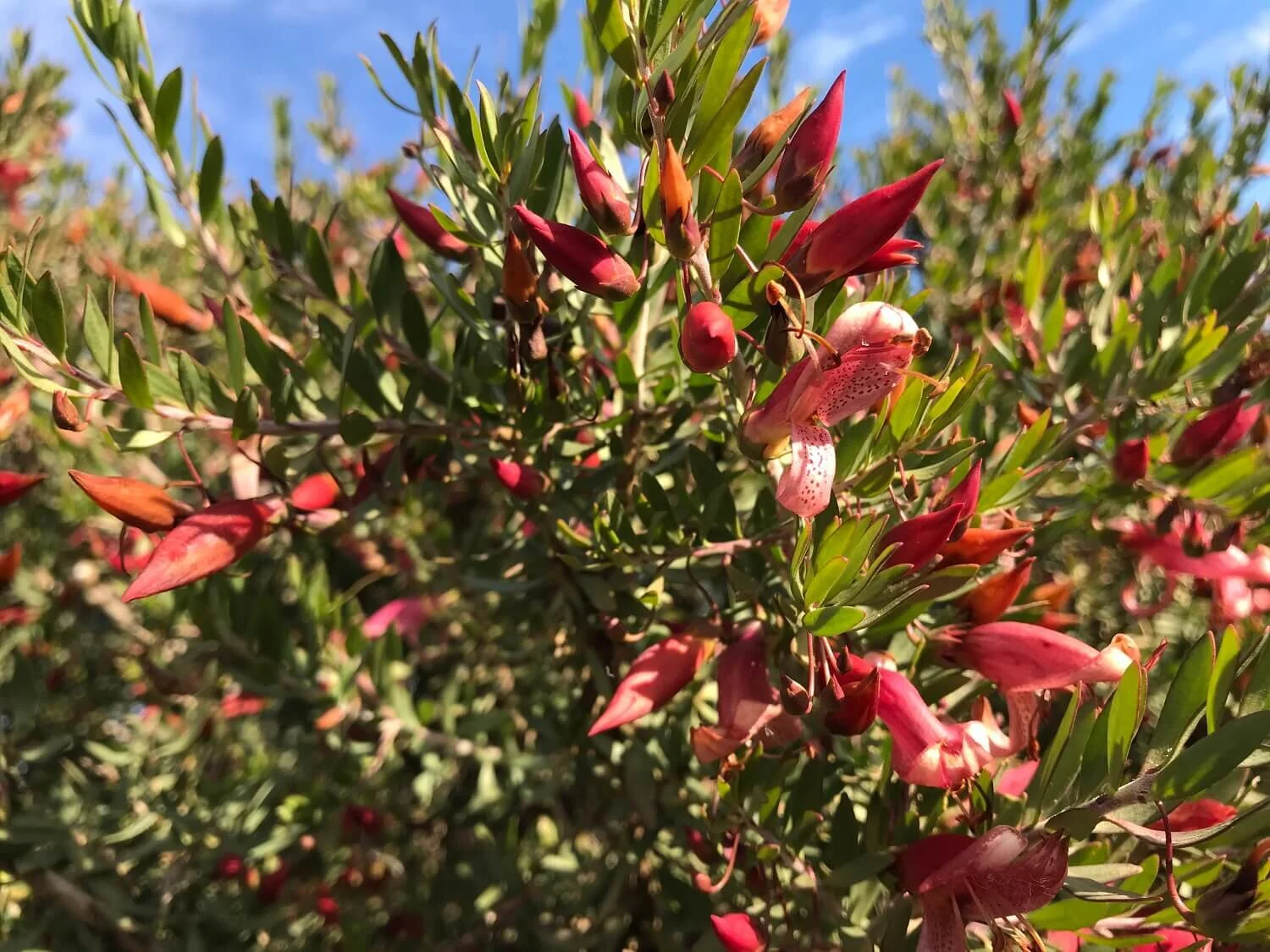 July — Mallee Conservation