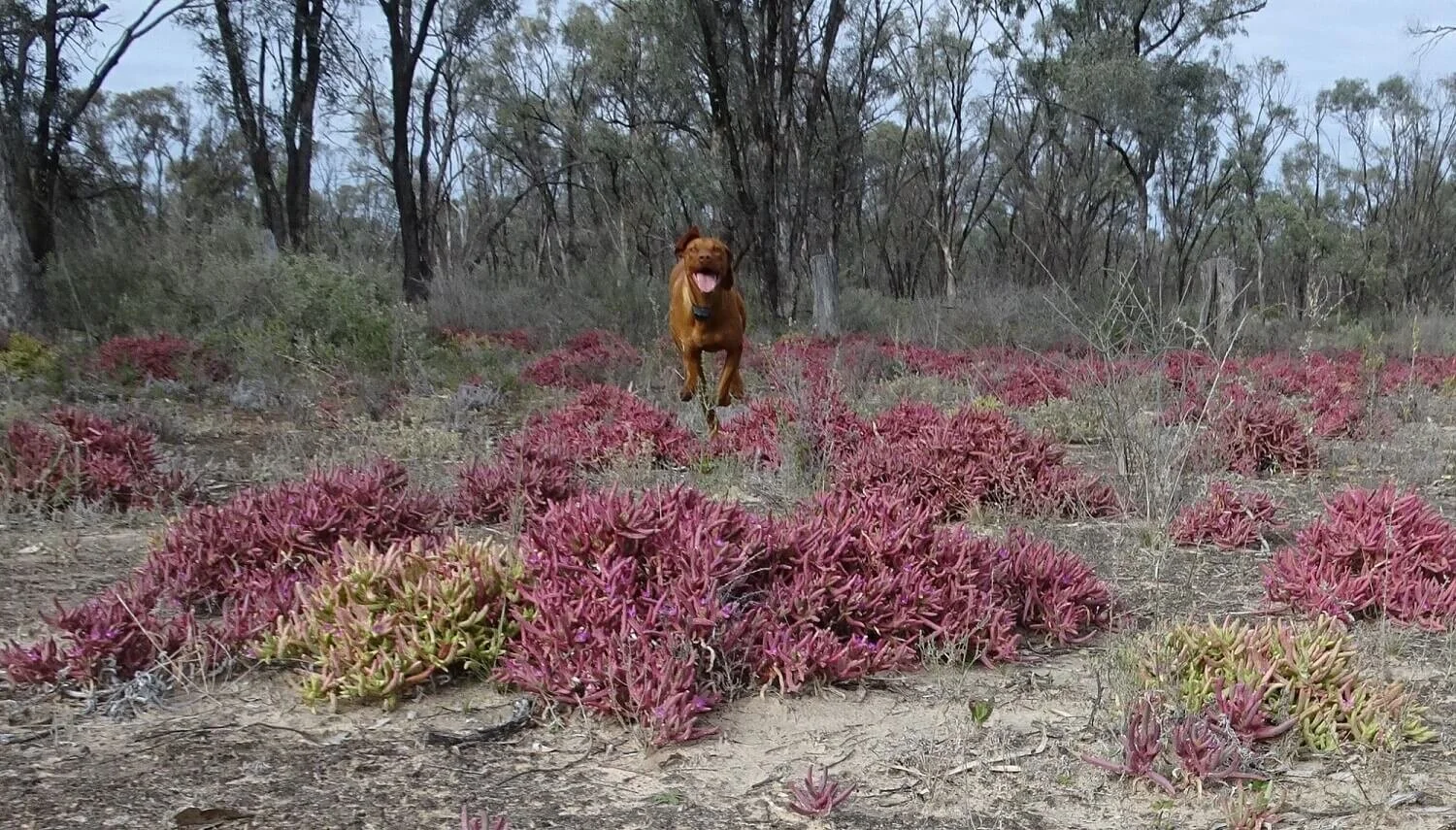 July — Mallee Conservation
