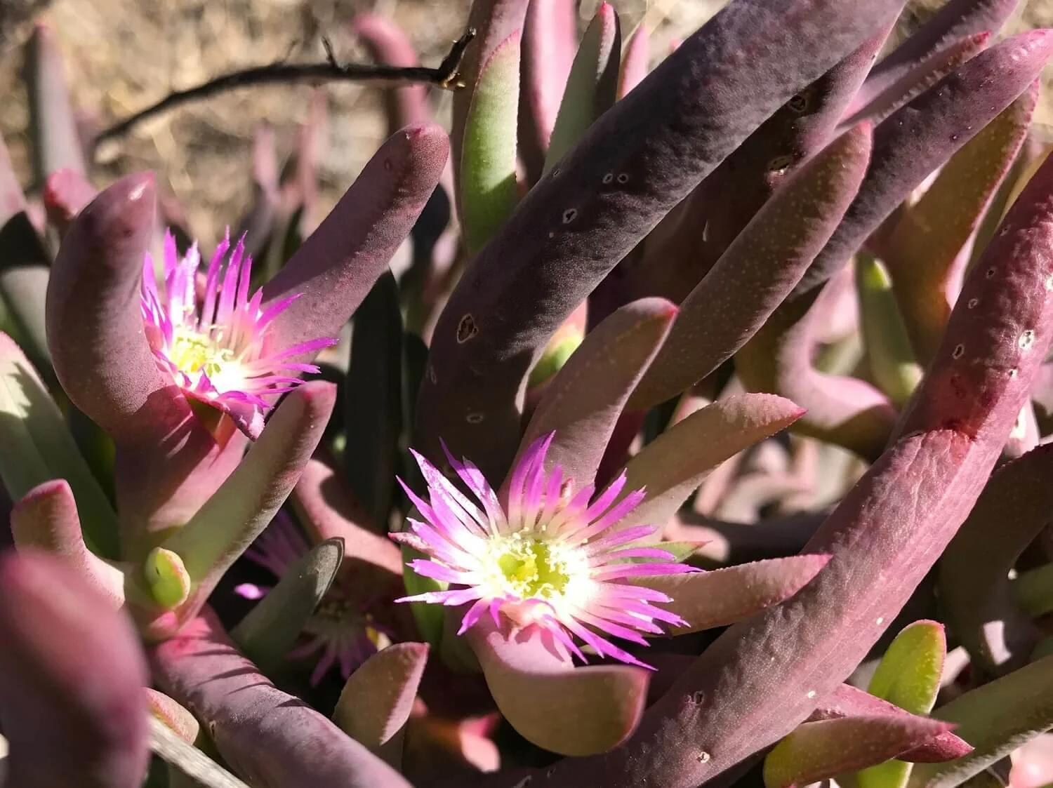 July — Mallee Conservation