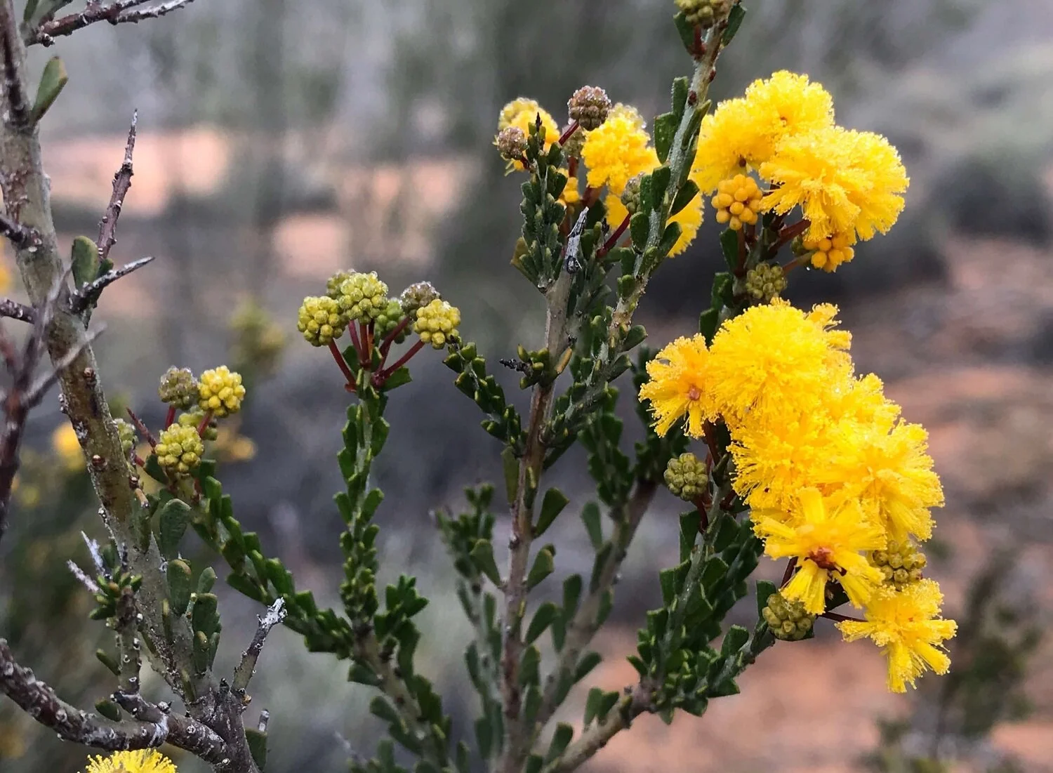 Plant photos — Mallee Conservation