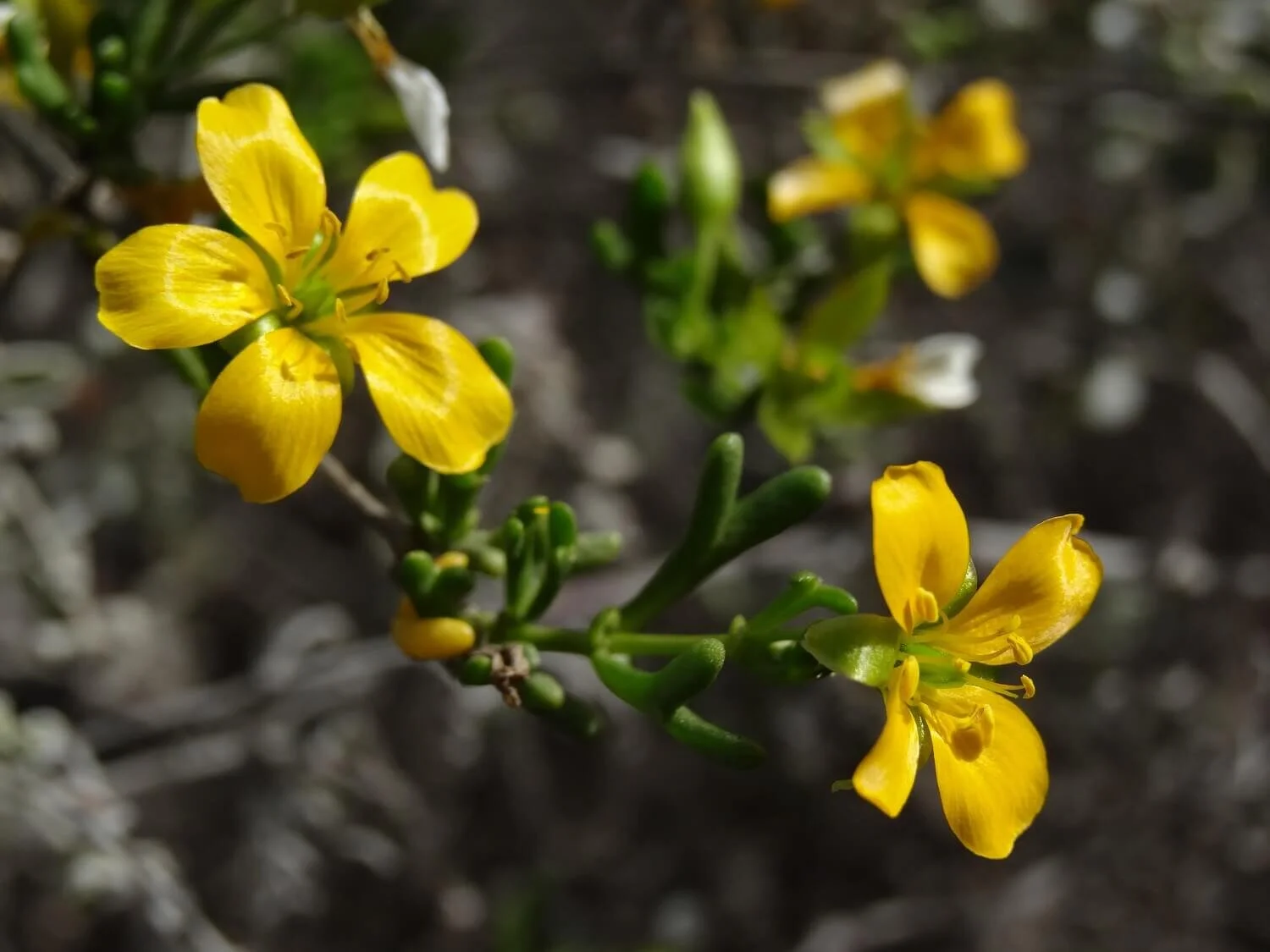 August — Mallee Conservation