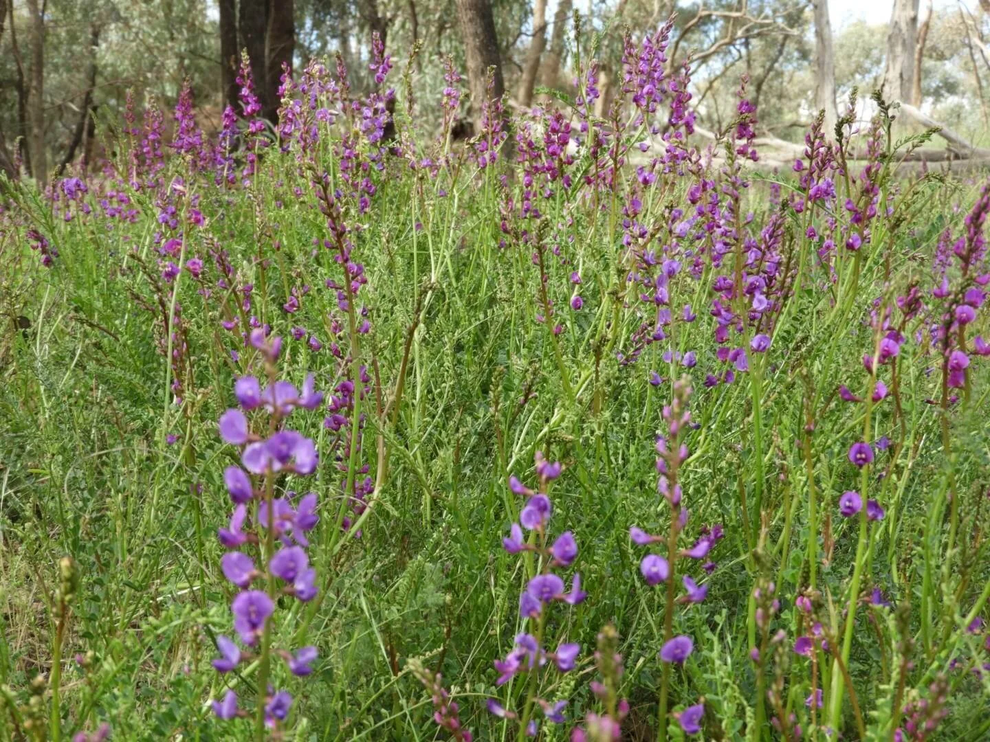 August — Mallee Conservation