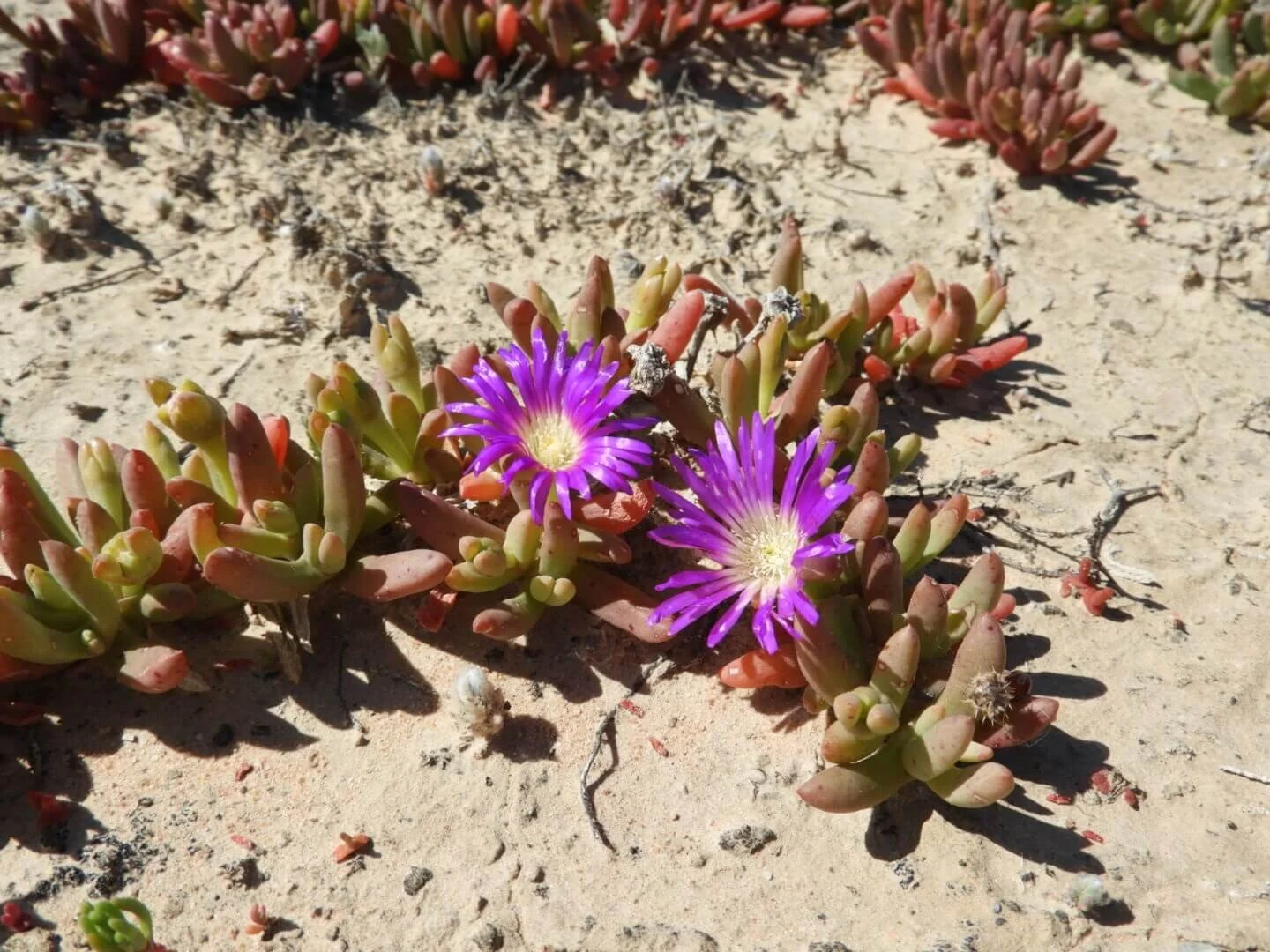 September — Mallee Conservation