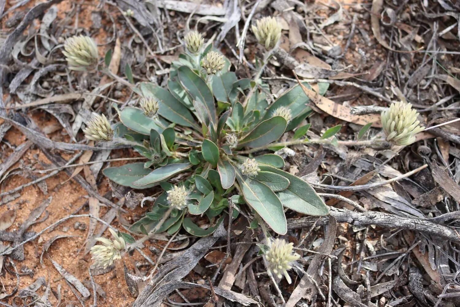 September — Mallee Conservation
