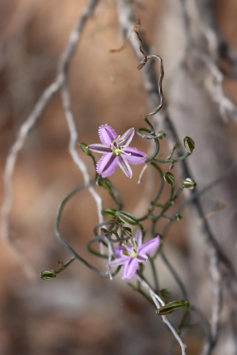 September — Mallee Conservation