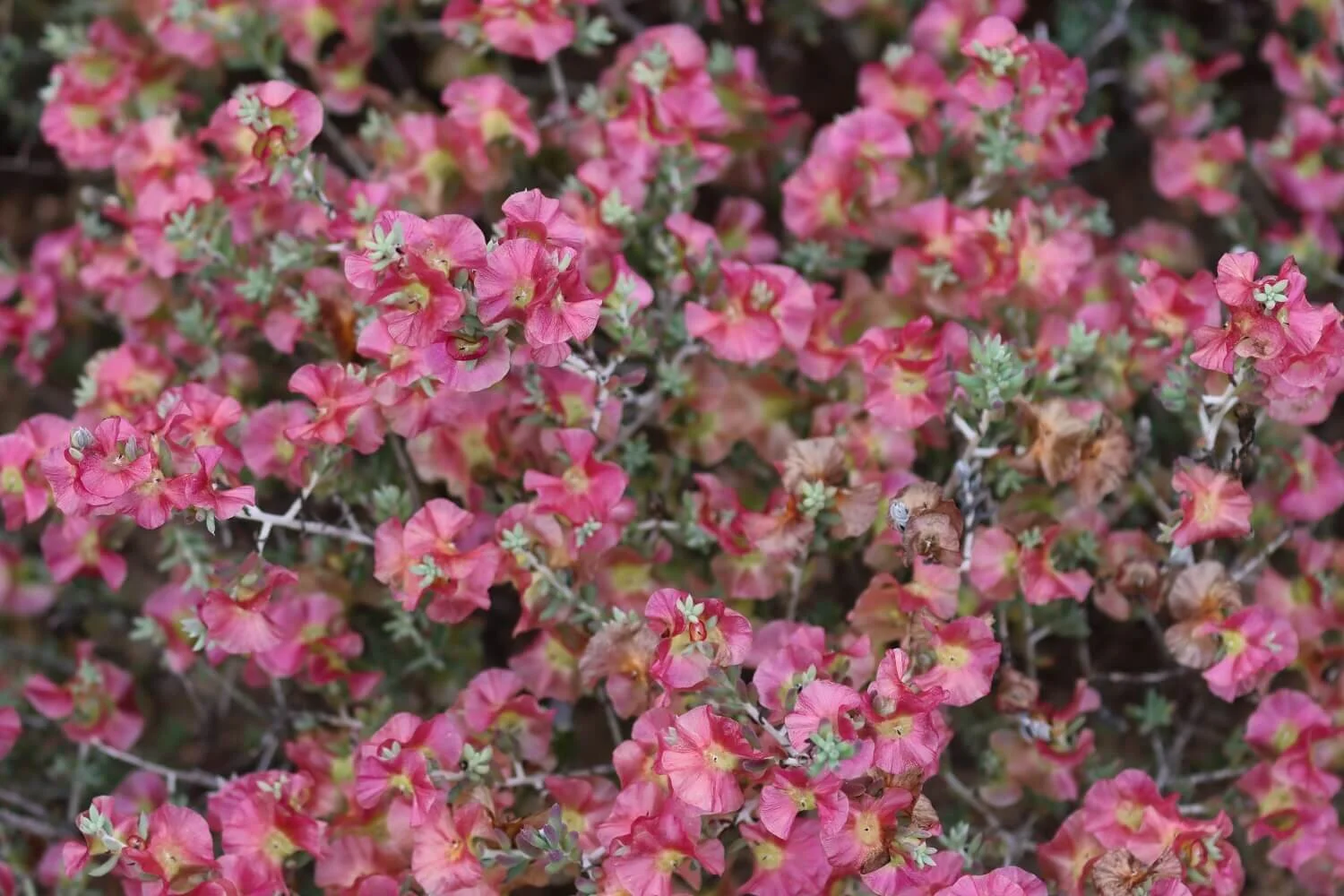October — Mallee Conservation