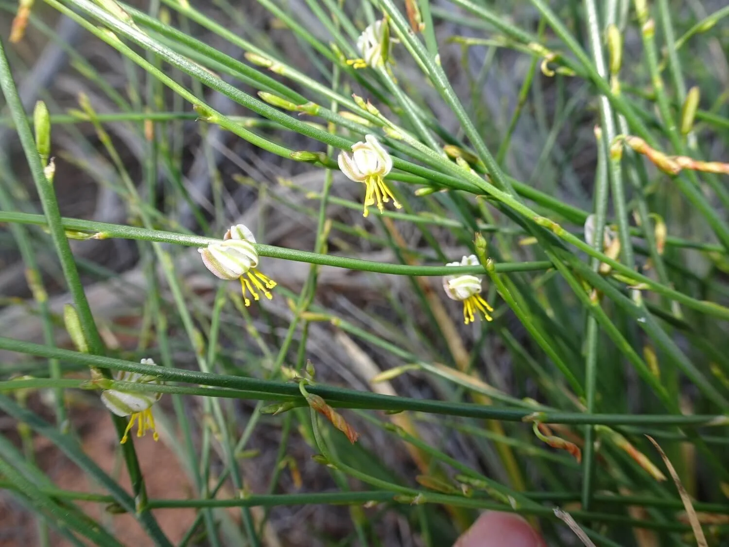 November — Mallee Conservation