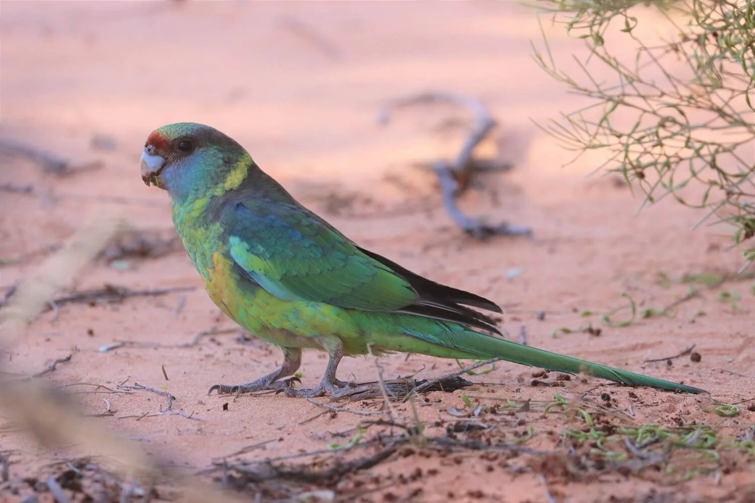 Parrots and cockatoos — Mallee Conservation