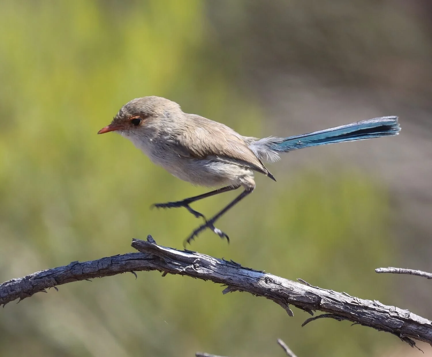 Fairywrens, Fantails and Monarchs — Mallee Conservation