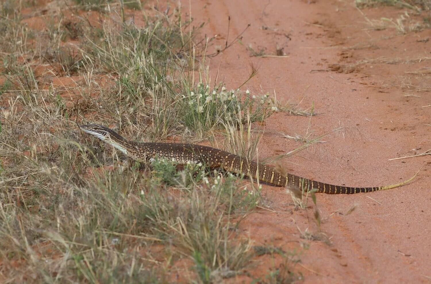 Reptiles - Lizards and snakes — Mallee Conservation