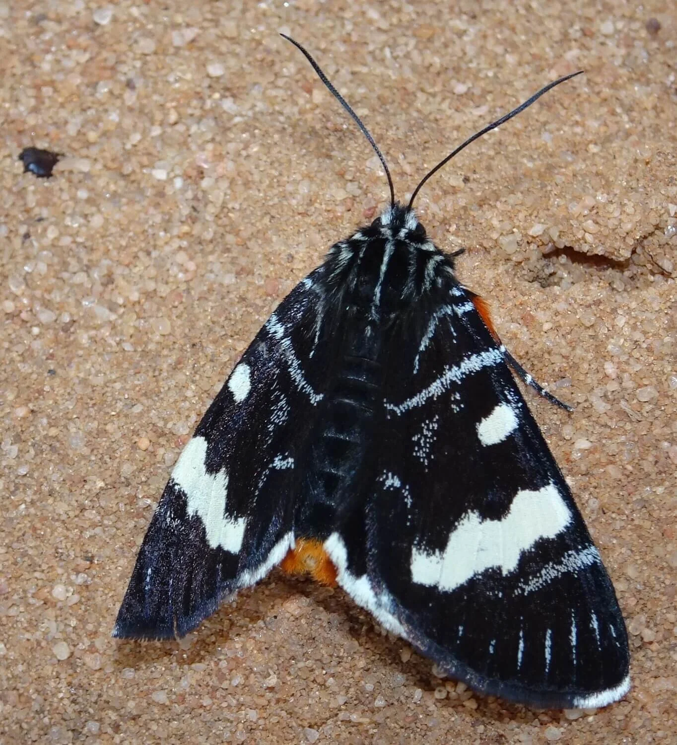 Blog 1 — Mallee Conservation