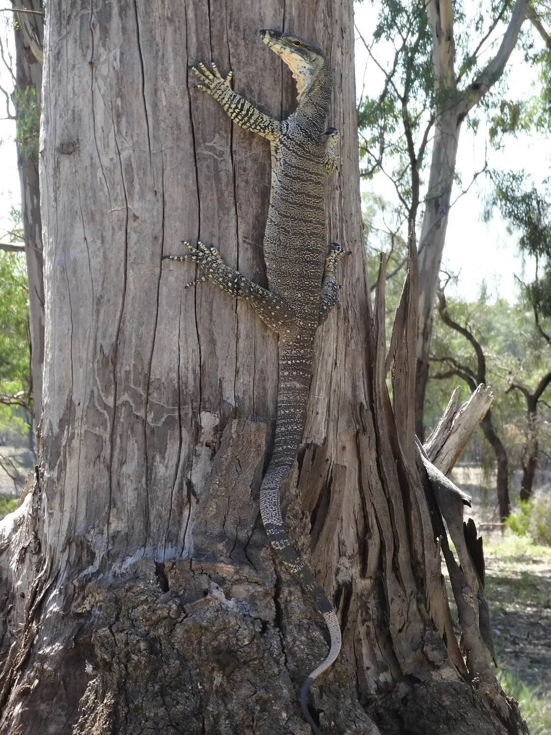 Reptiles - Lizards and snakes — Mallee Conservation