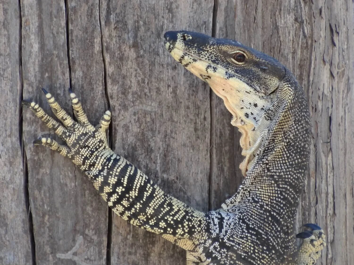 Reptiles - Lizards and snakes — Mallee Conservation