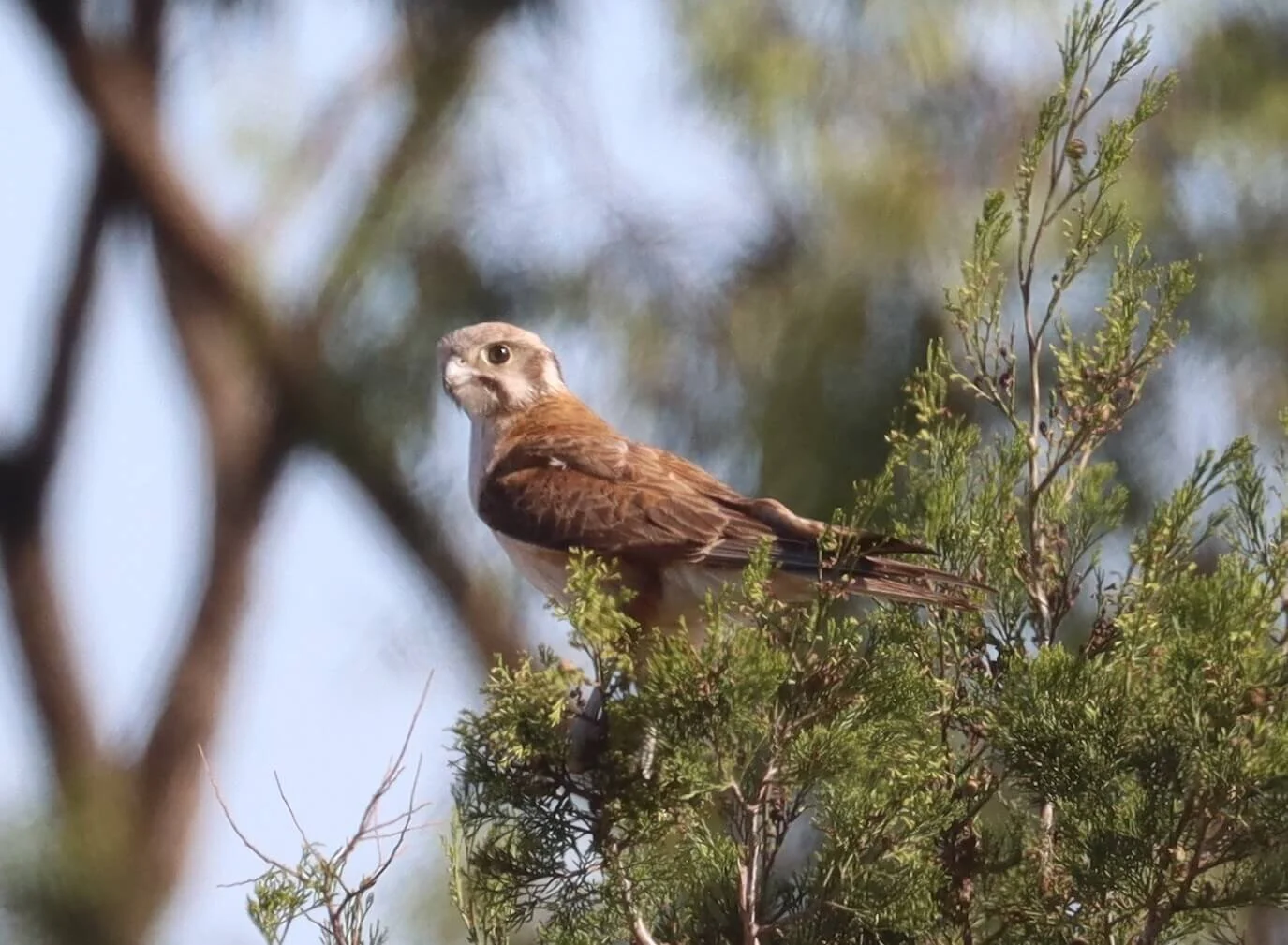 Raptors — Mallee Conservation