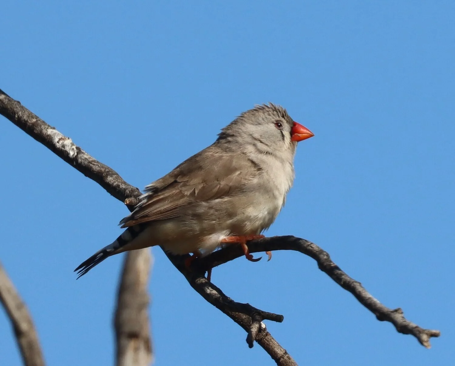 Little birds — Mallee Conservation