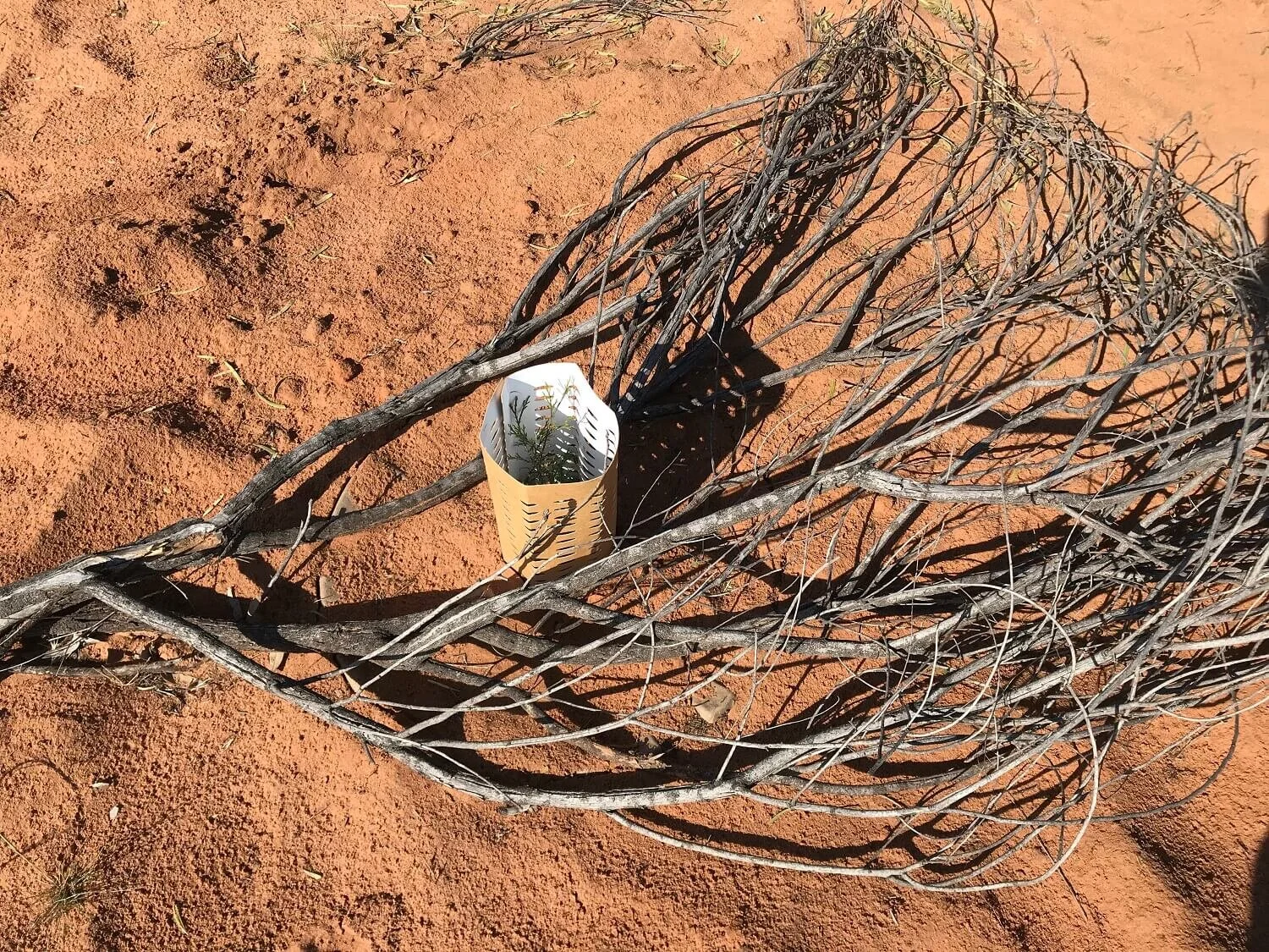 Revegetation in dry times - Cocoon planters — Mallee Conservation