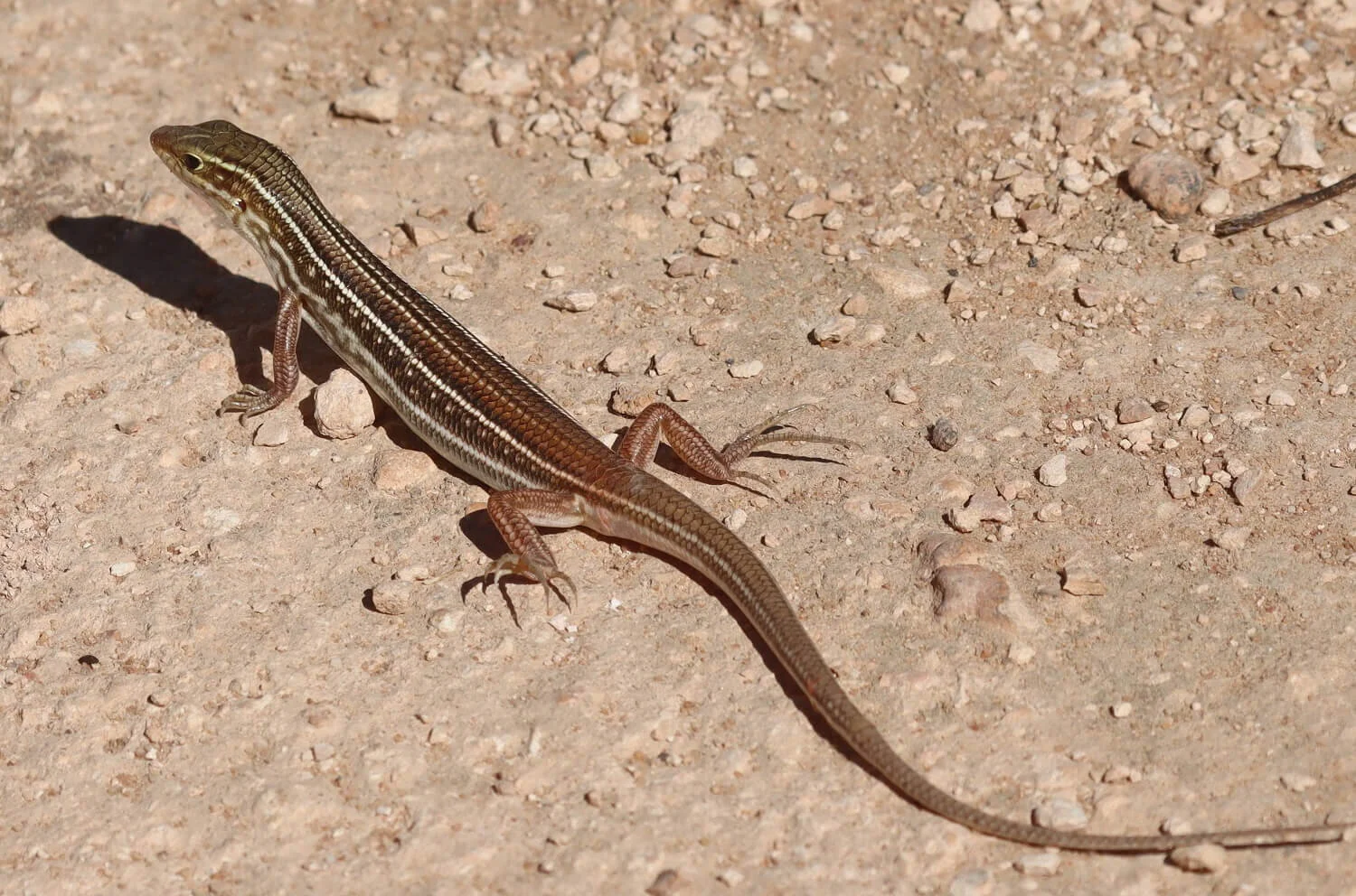 Reptiles - Lizards and snakes — Mallee Conservation