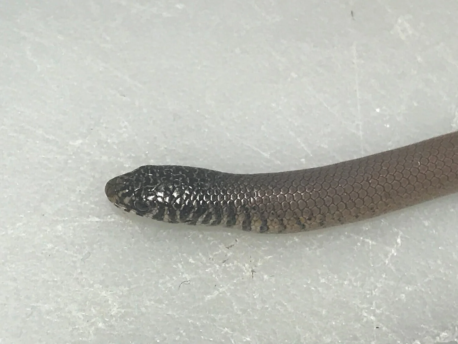 Reptiles - Lizards and snakes — Mallee Conservation