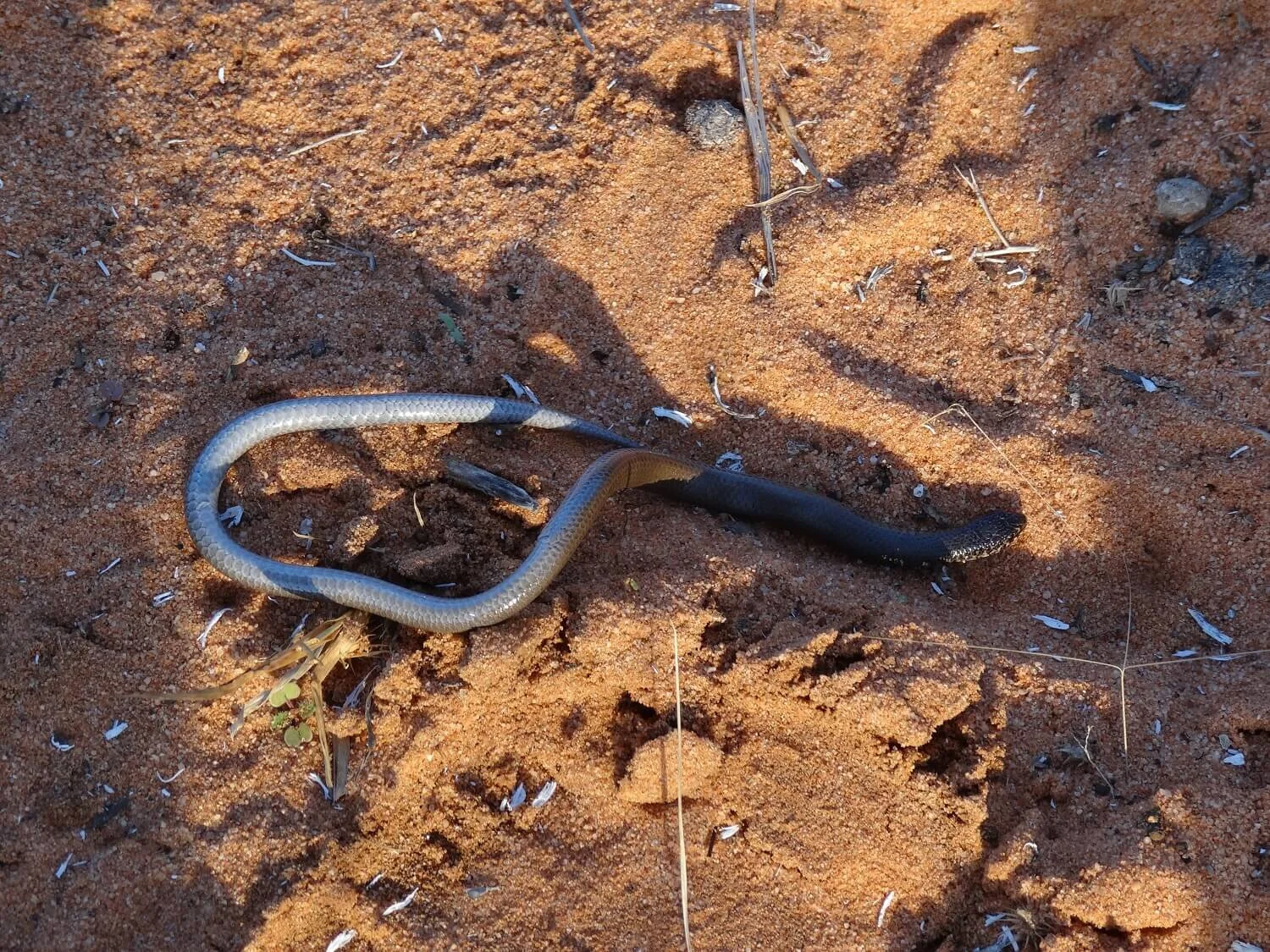 Reptiles - Lizards and snakes — Mallee Conservation