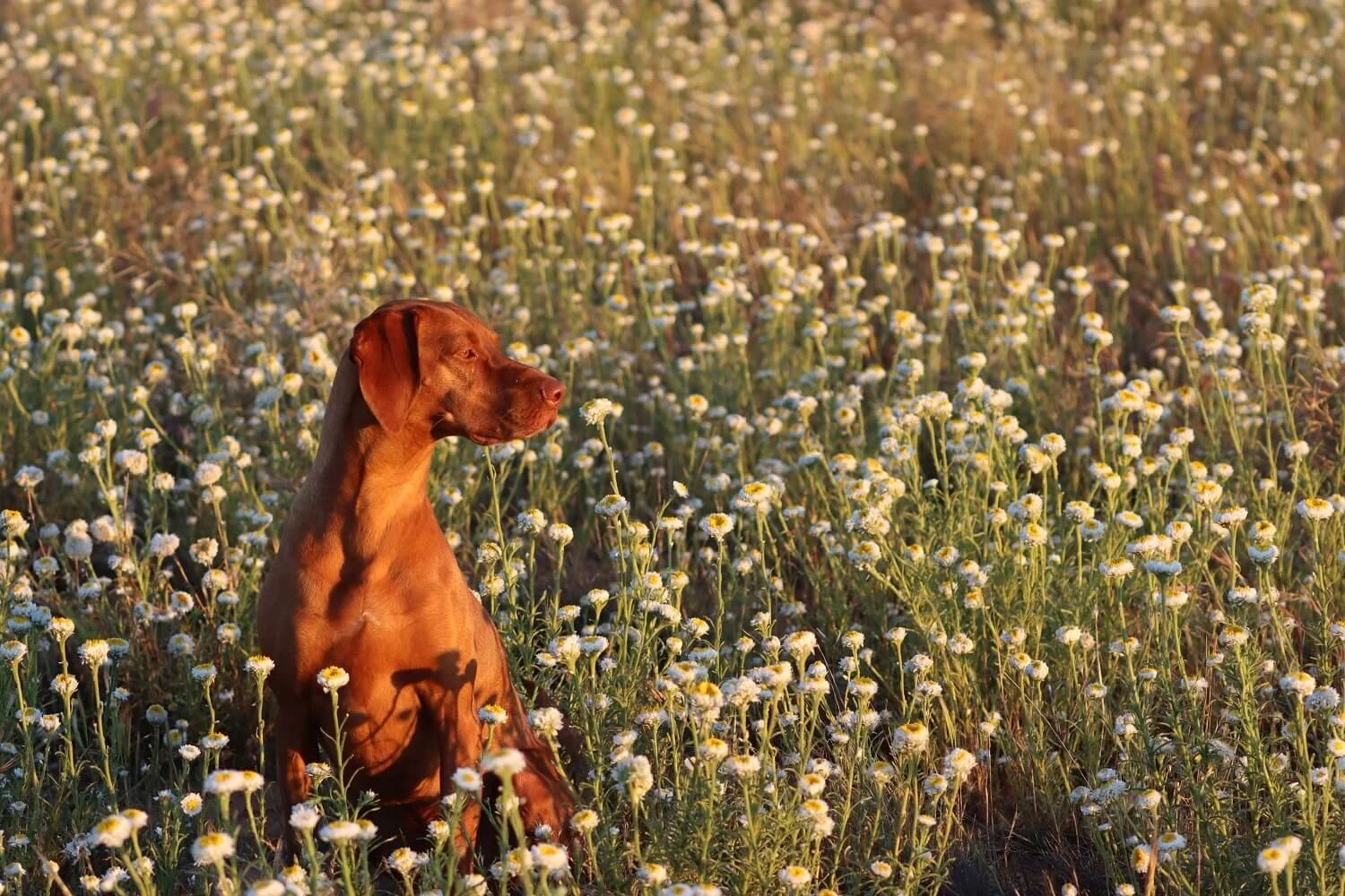 August — Mallee Conservation