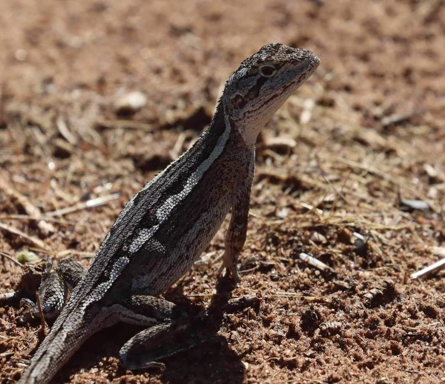 Summer rainfall and termites — Mallee Conservation