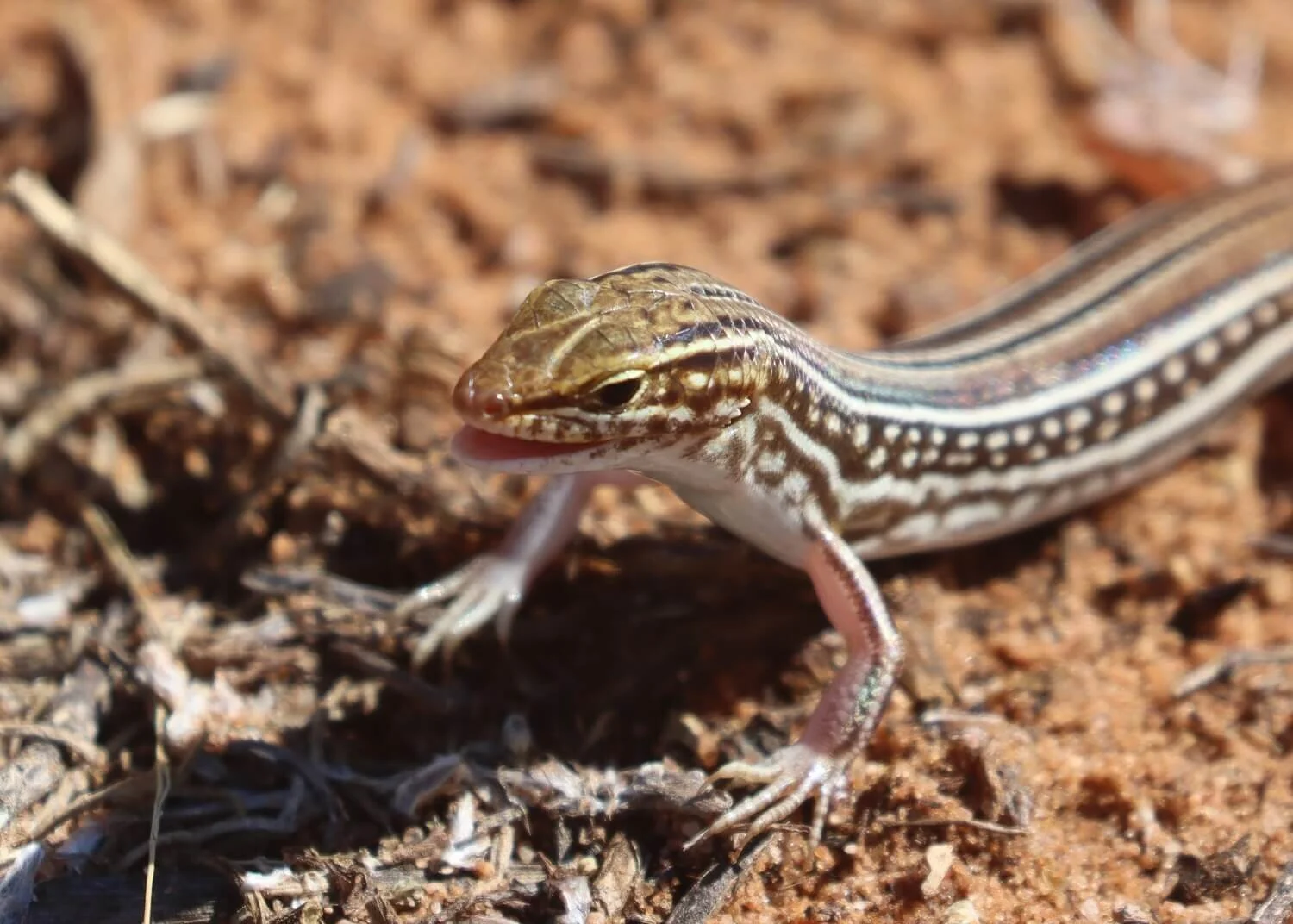 Summer rainfall and termites — Mallee Conservation