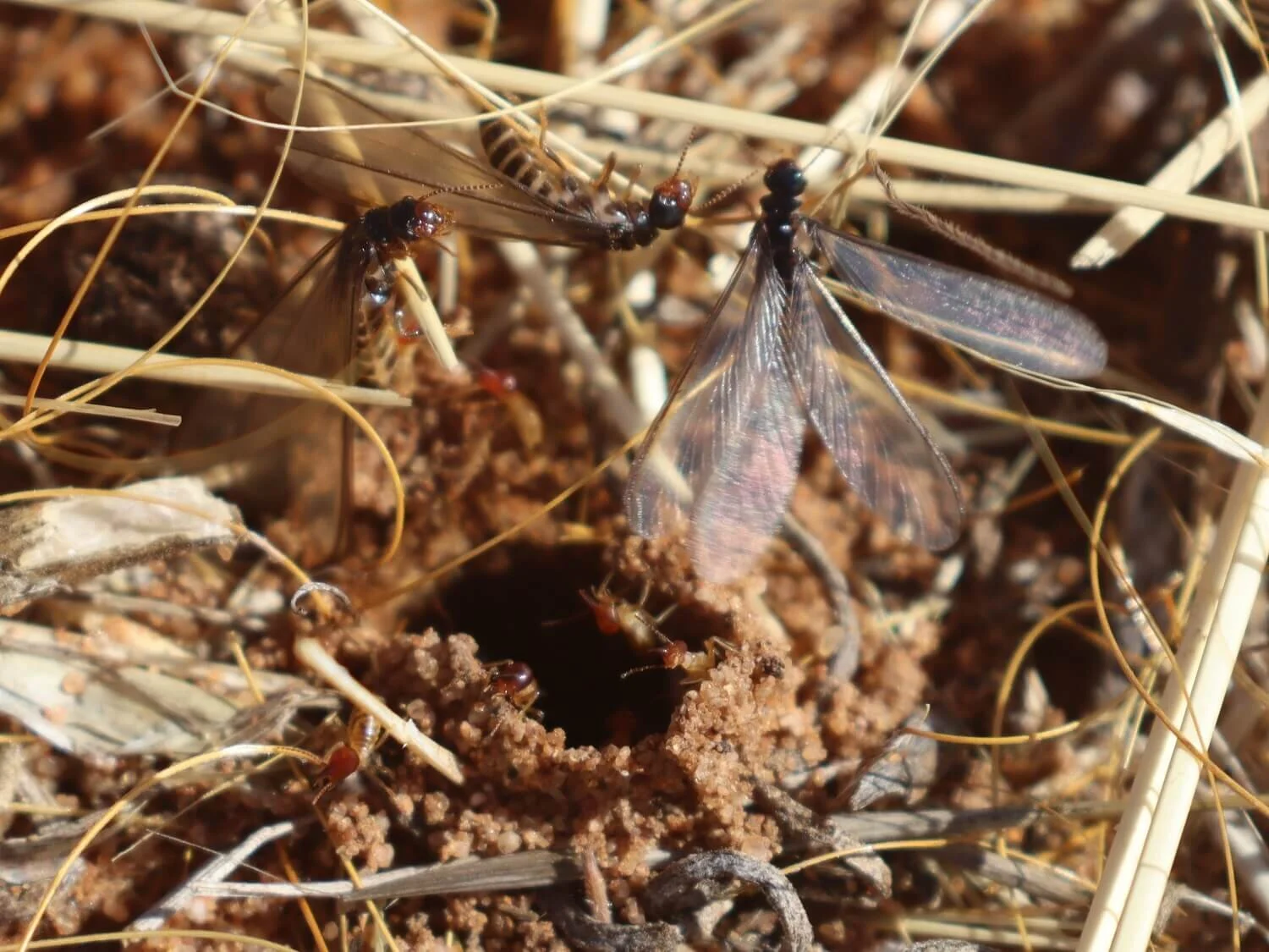 Summer rainfall and termites — Mallee Conservation
