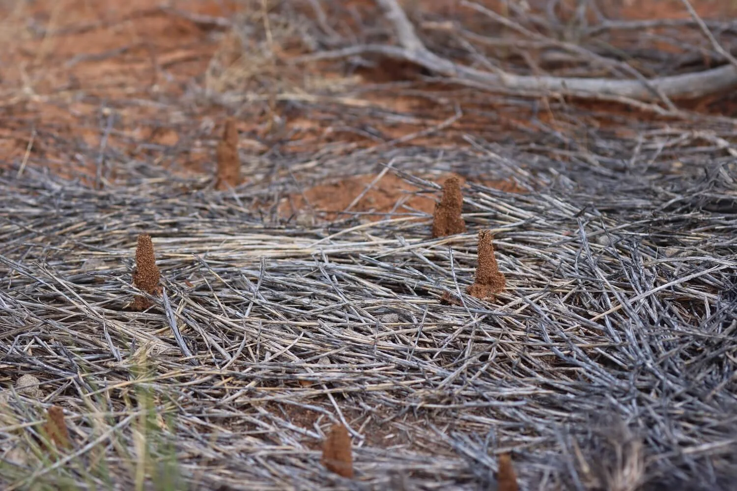 Summer rainfall and termites — Mallee Conservation
