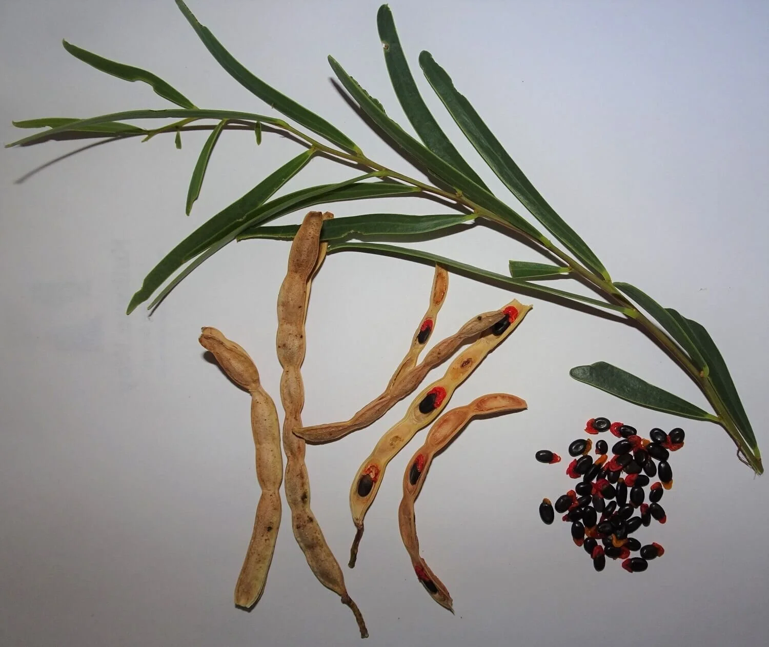 Acacia ligulata — Mallee Conservation