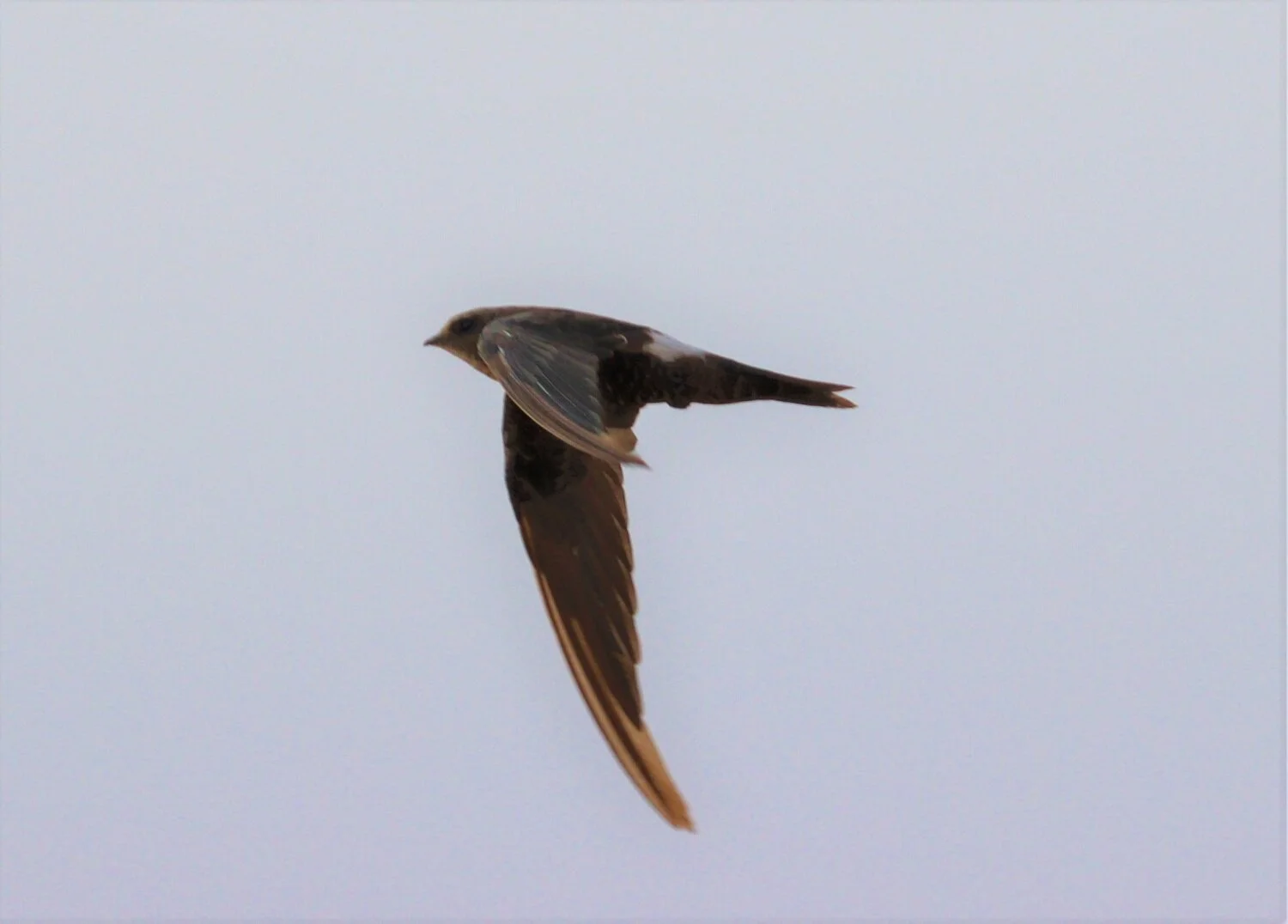 Pacific Swifts — Mallee Conservation