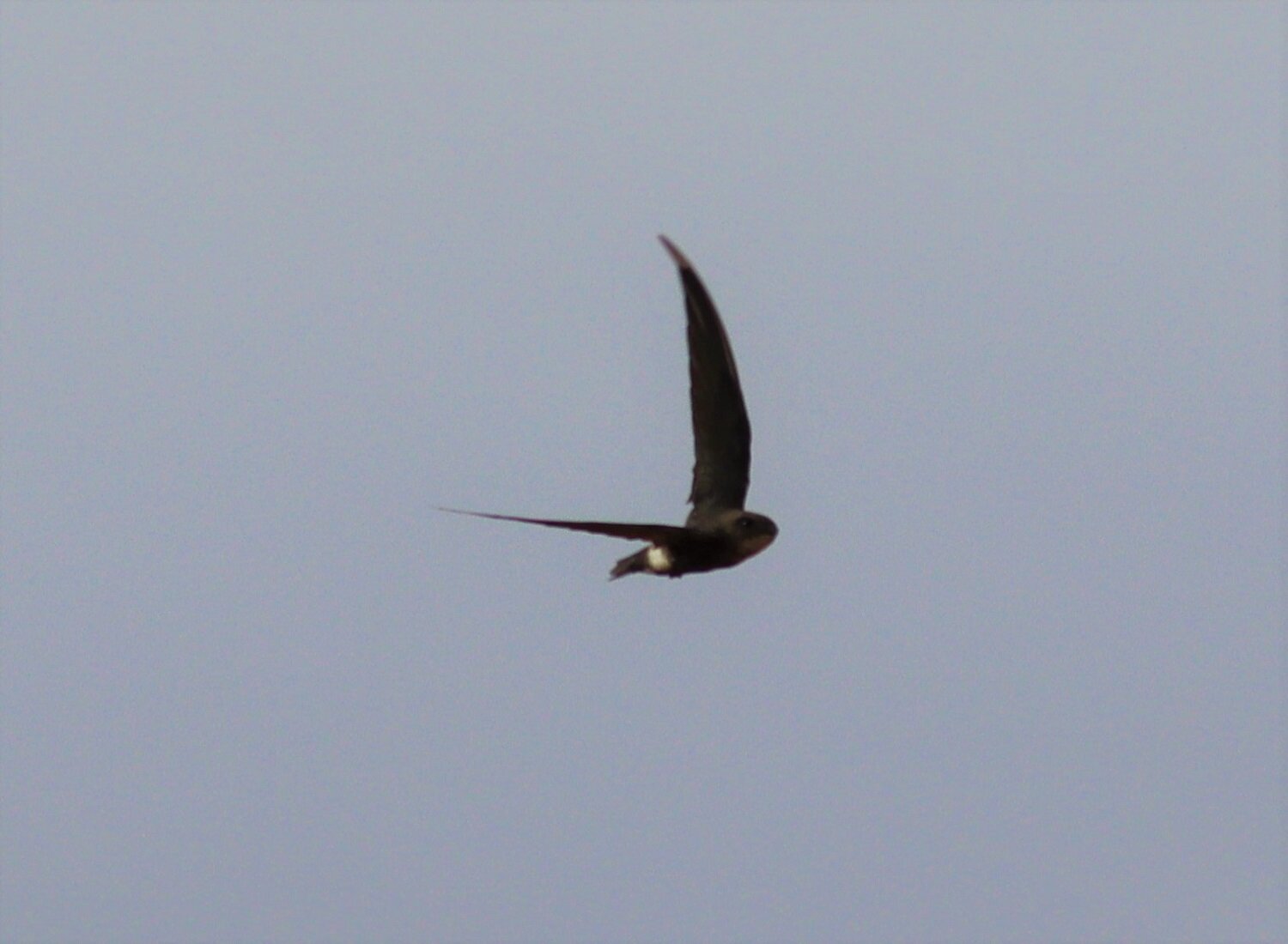 Pacific Swifts — Mallee Conservation