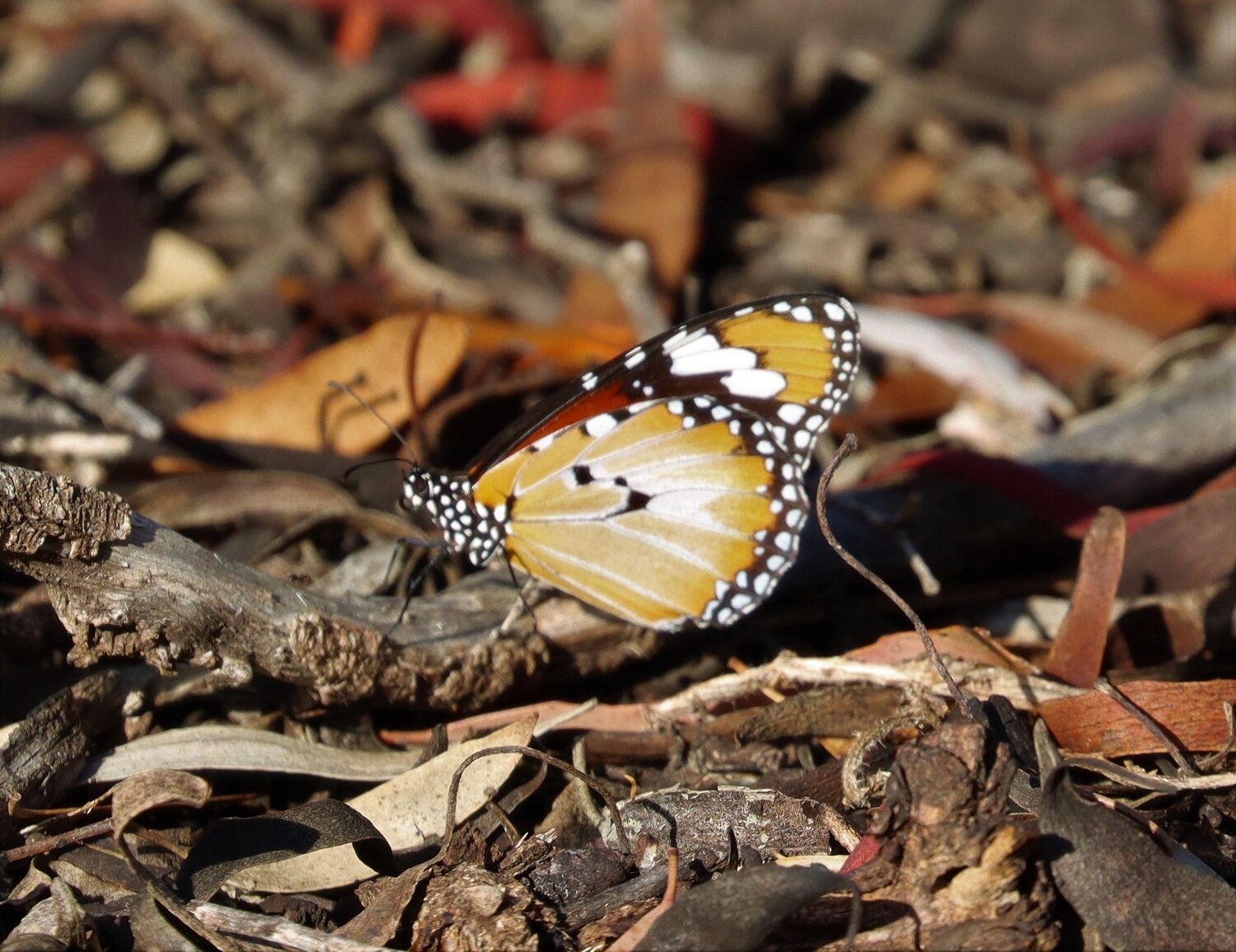 Blog 1 — Mallee Conservation