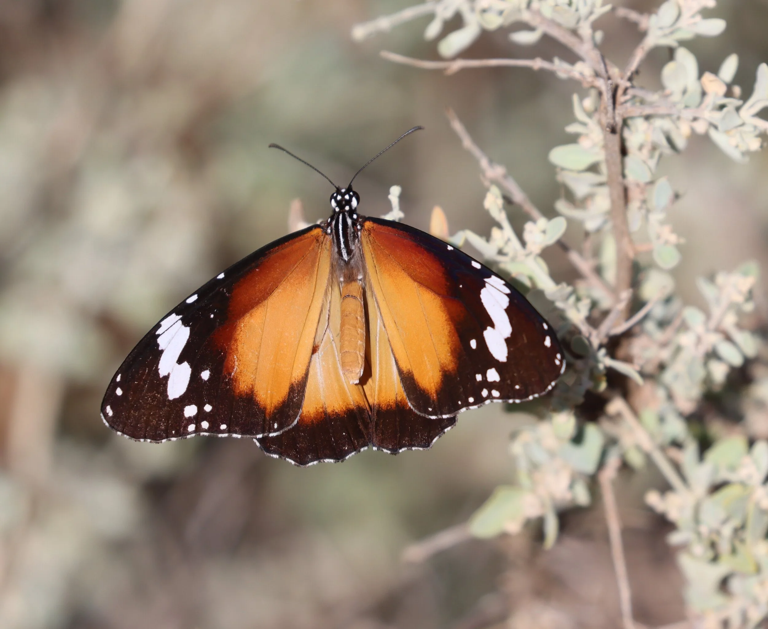 Blog 1 — Mallee Conservation