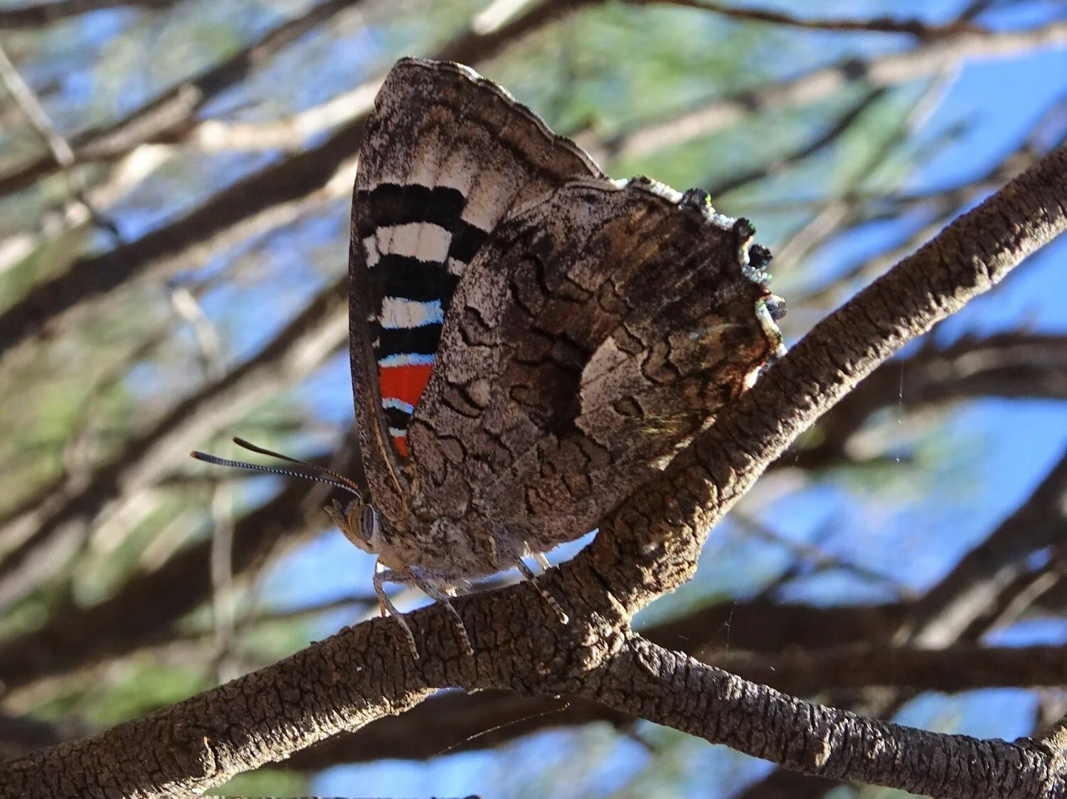 Blog 1 — Mallee Conservation