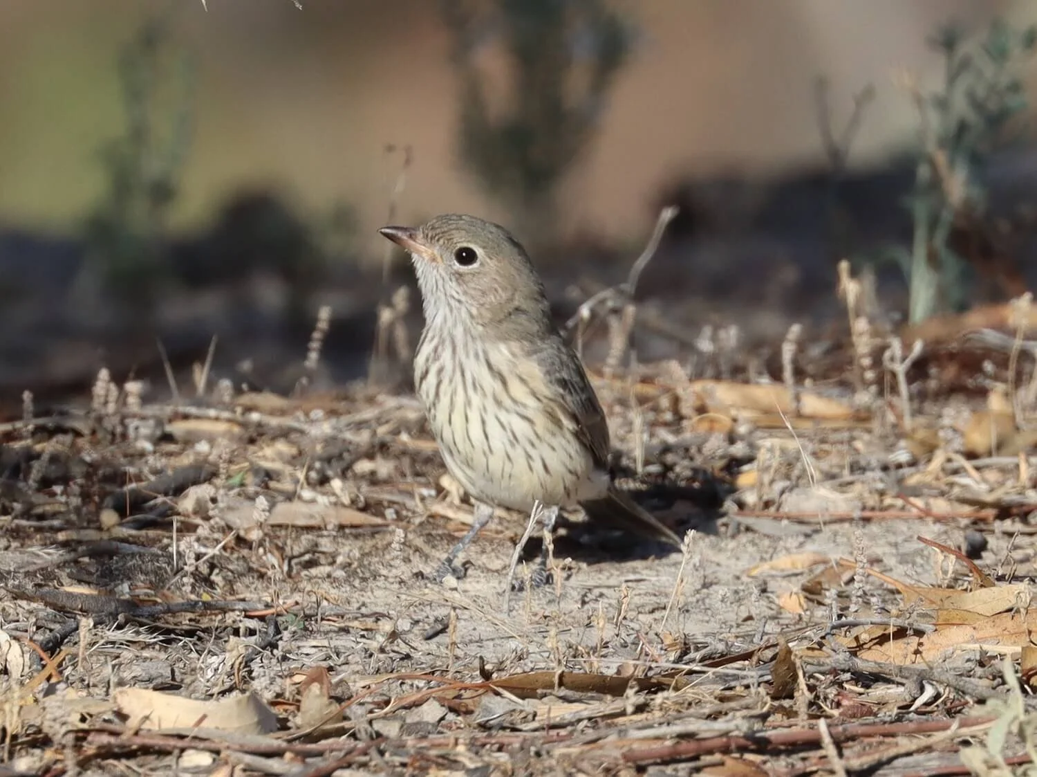 Tricky juveniles — Mallee Conservation