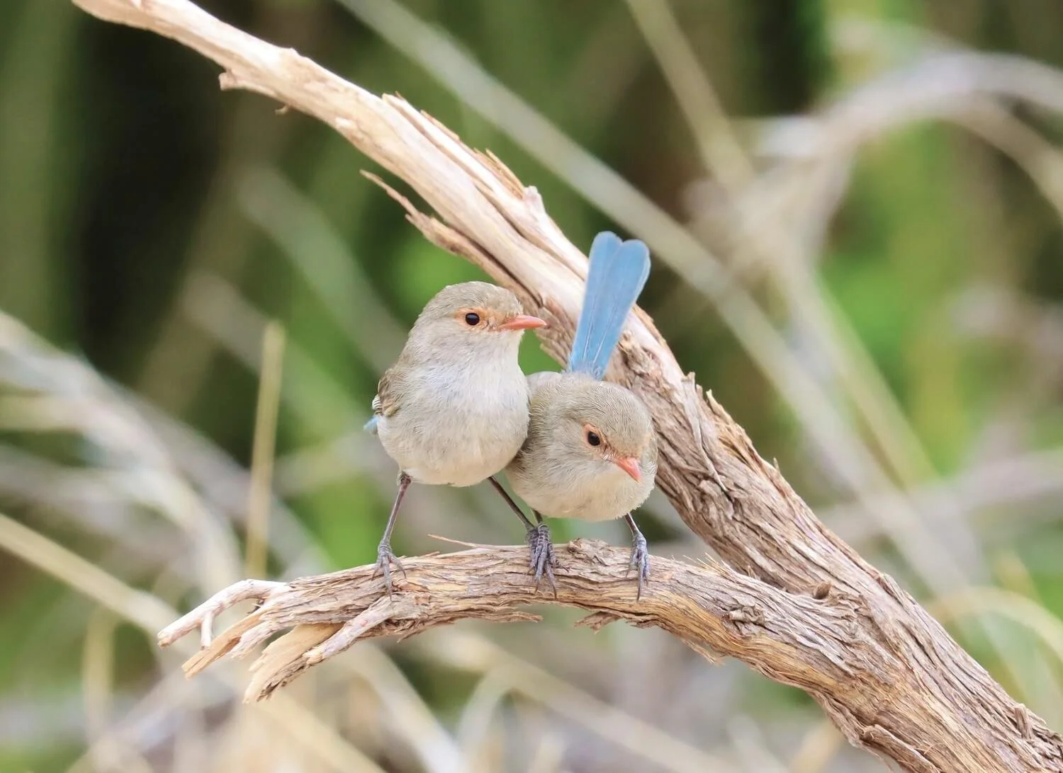 Fairywrens, Fantails and Monarchs — Mallee Conservation