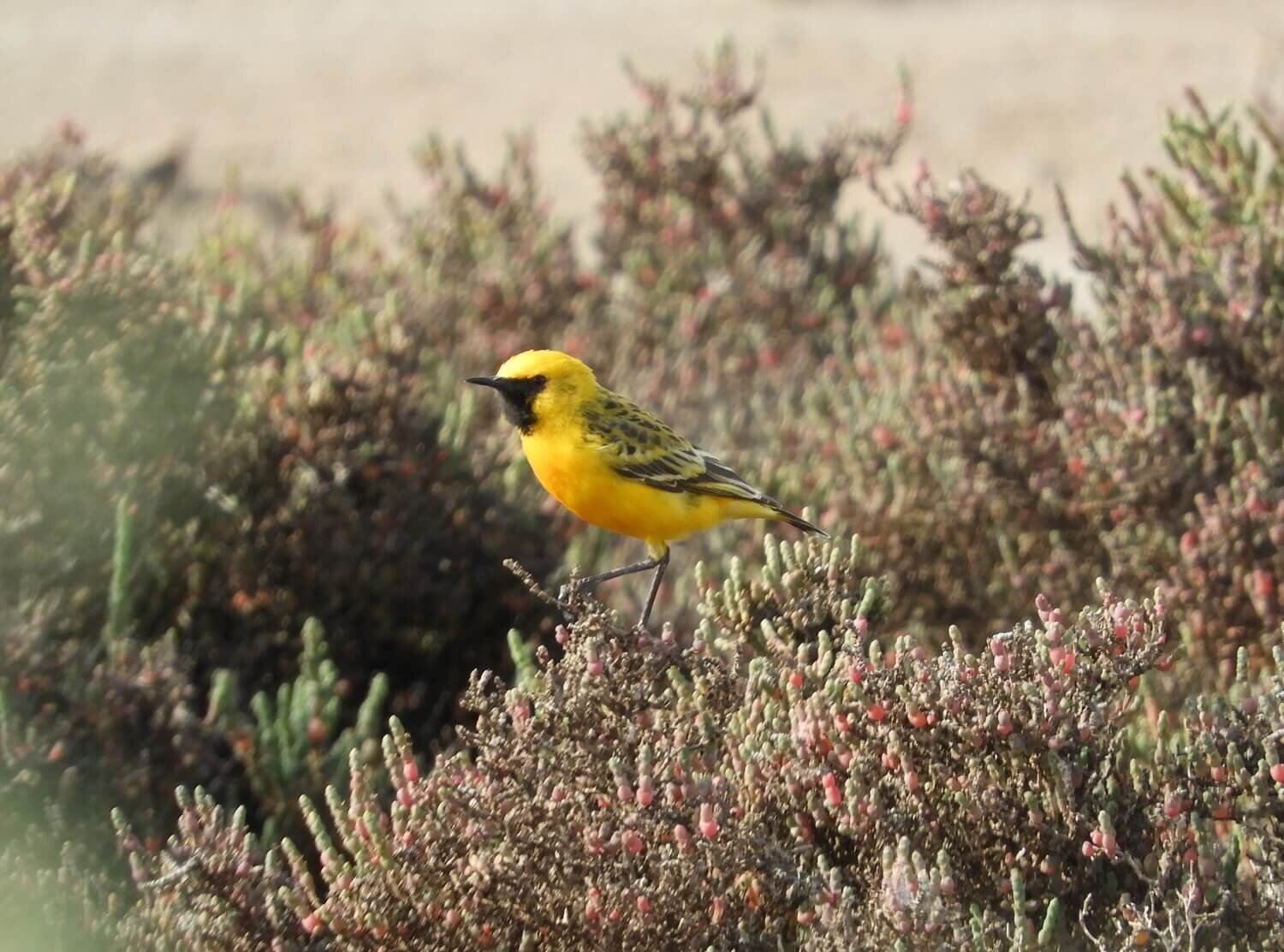 Honeyeaters and Chats — Mallee Conservation