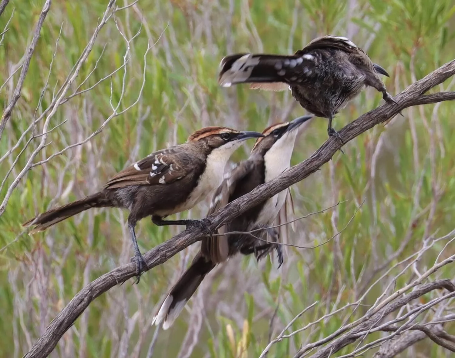 Other birds — Mallee Conservation