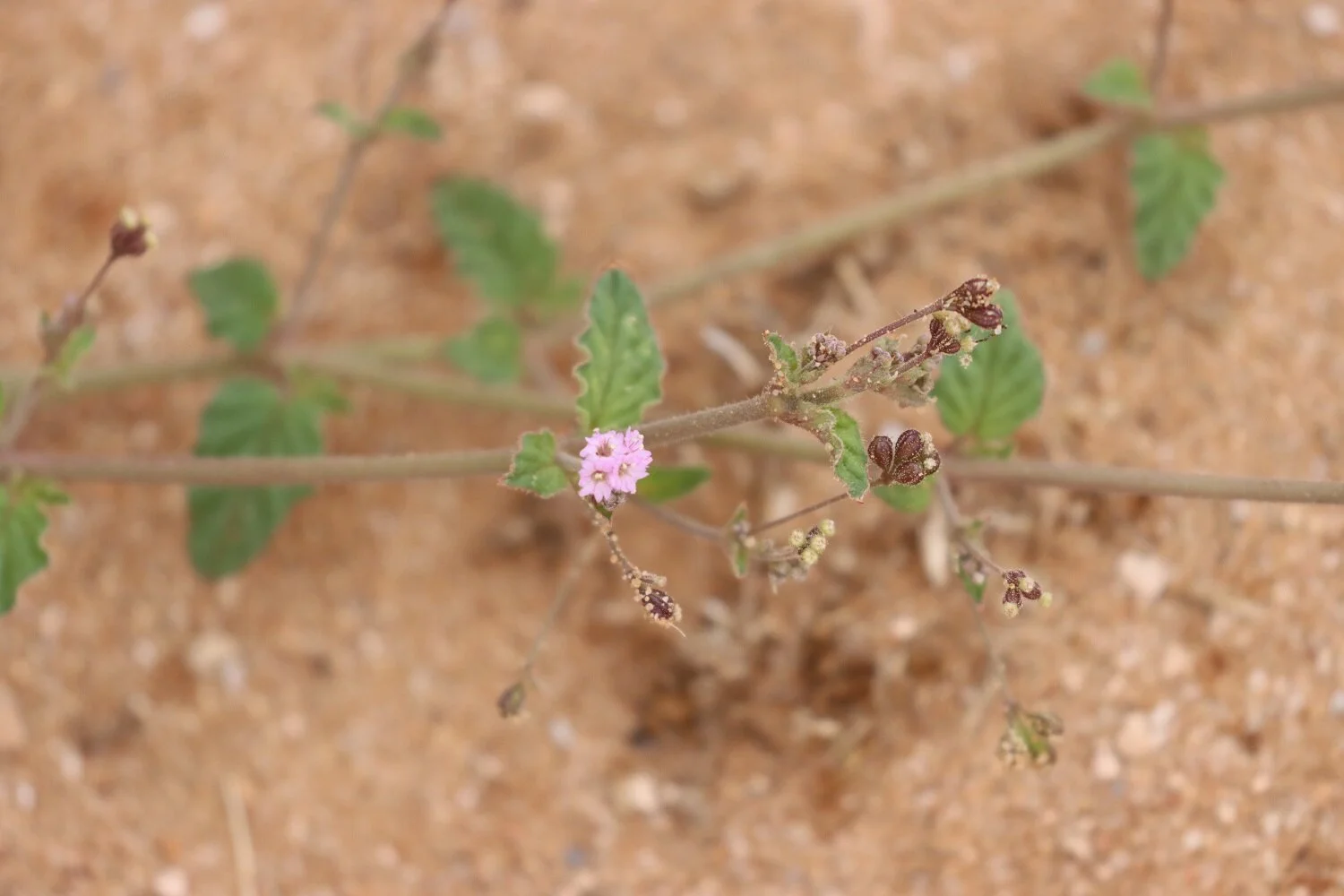 January — Mallee Conservation